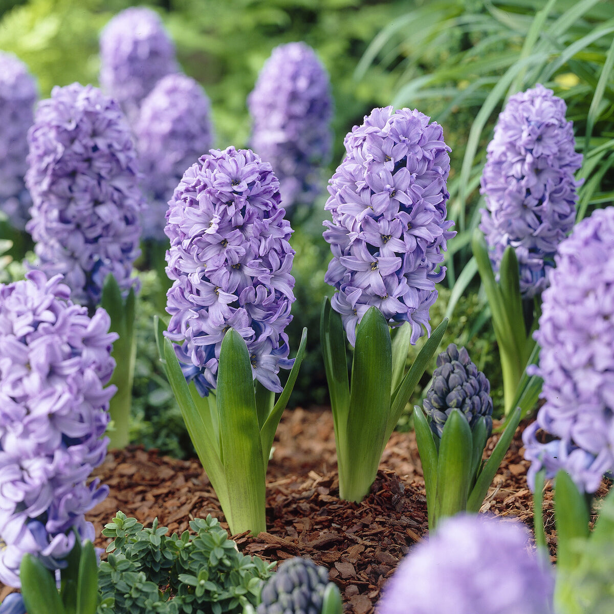 Bloembollen Hyacint Delft Blue - Hyacinthus orientalis Delft Blue | Bakker.com
