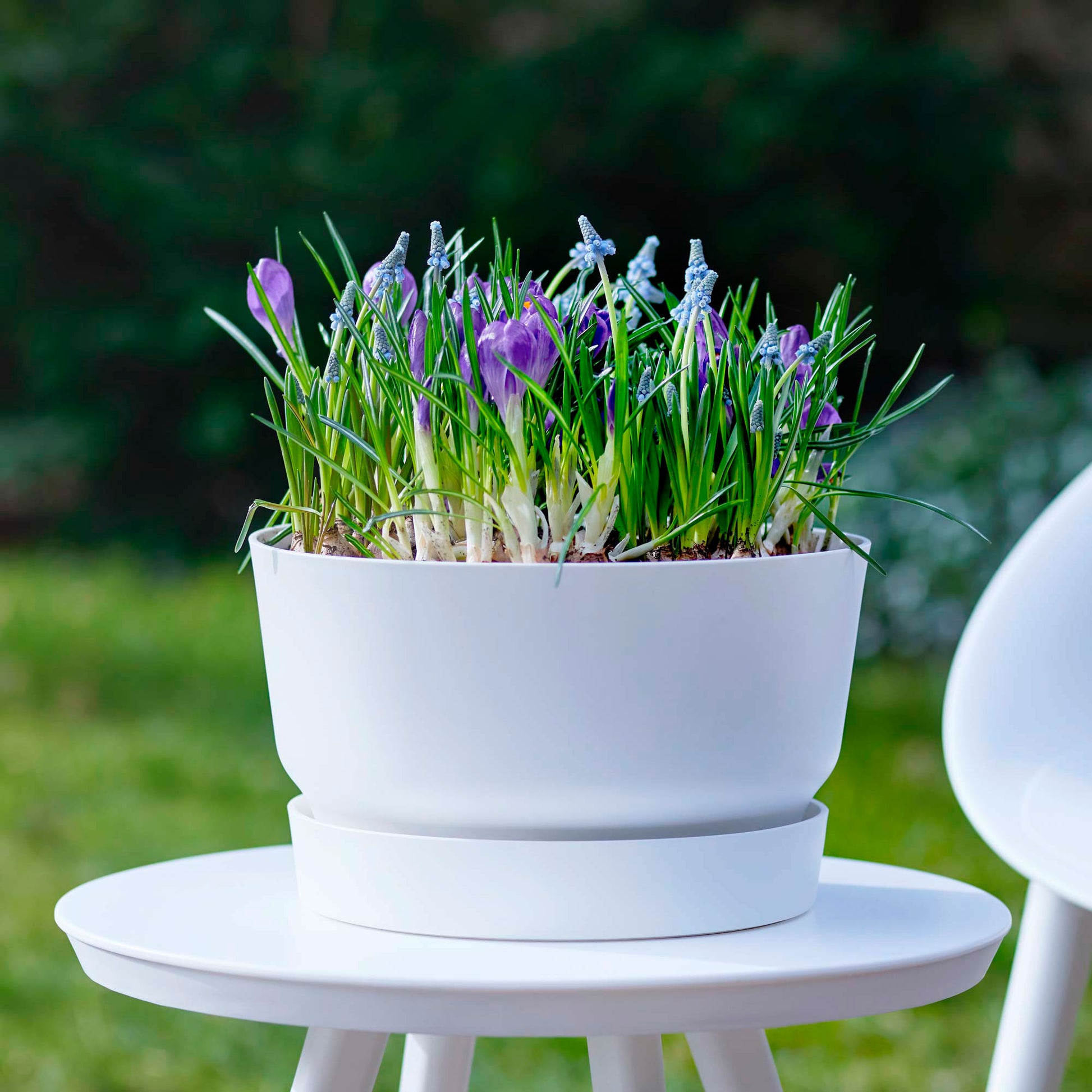 Bloembollen Kopen? | Bloembollen Bestellen | Bakker.com