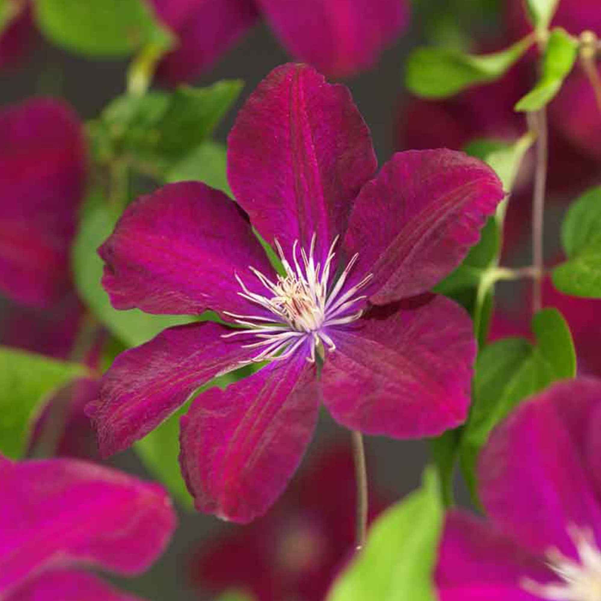 Windbloem - Convolvulus | Online kopen op Bakker.com