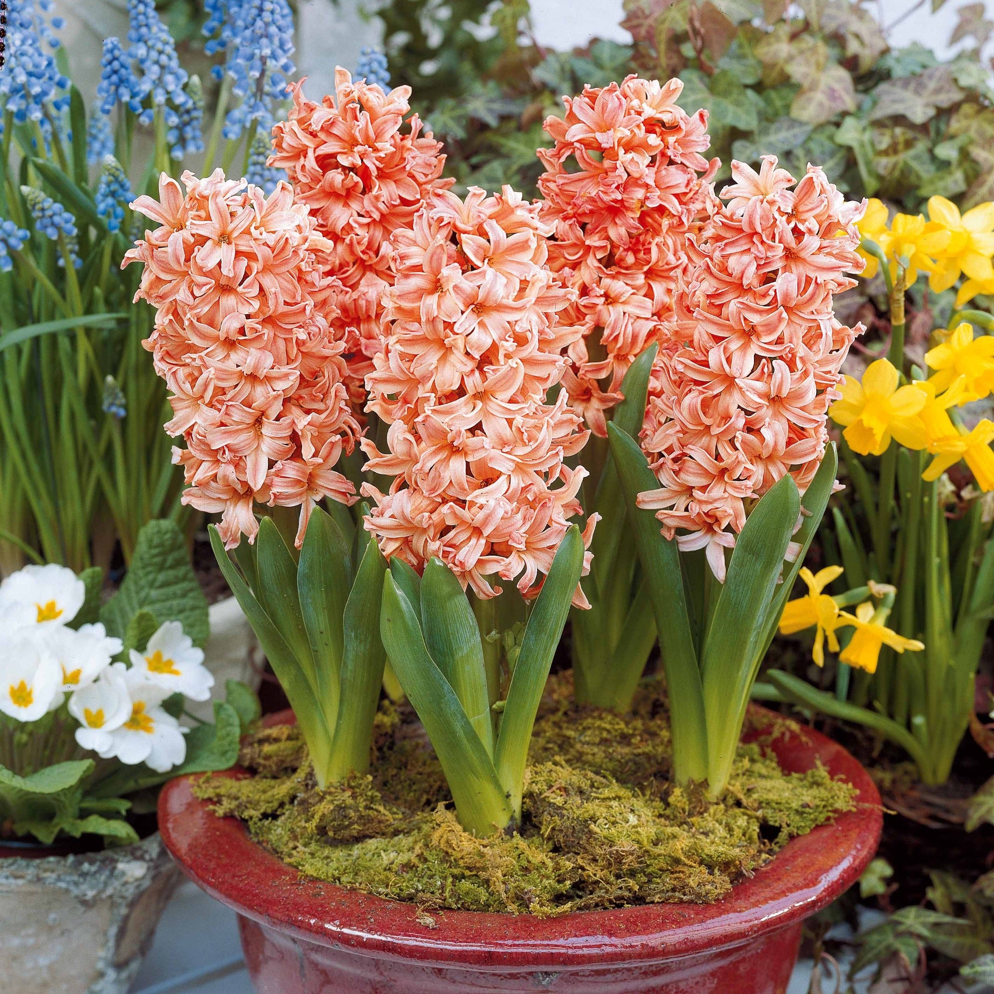 Bloembollen Hyacinthen 'Gipsy Queen' (x6) - Hyacinthus orientalis gipsy ...