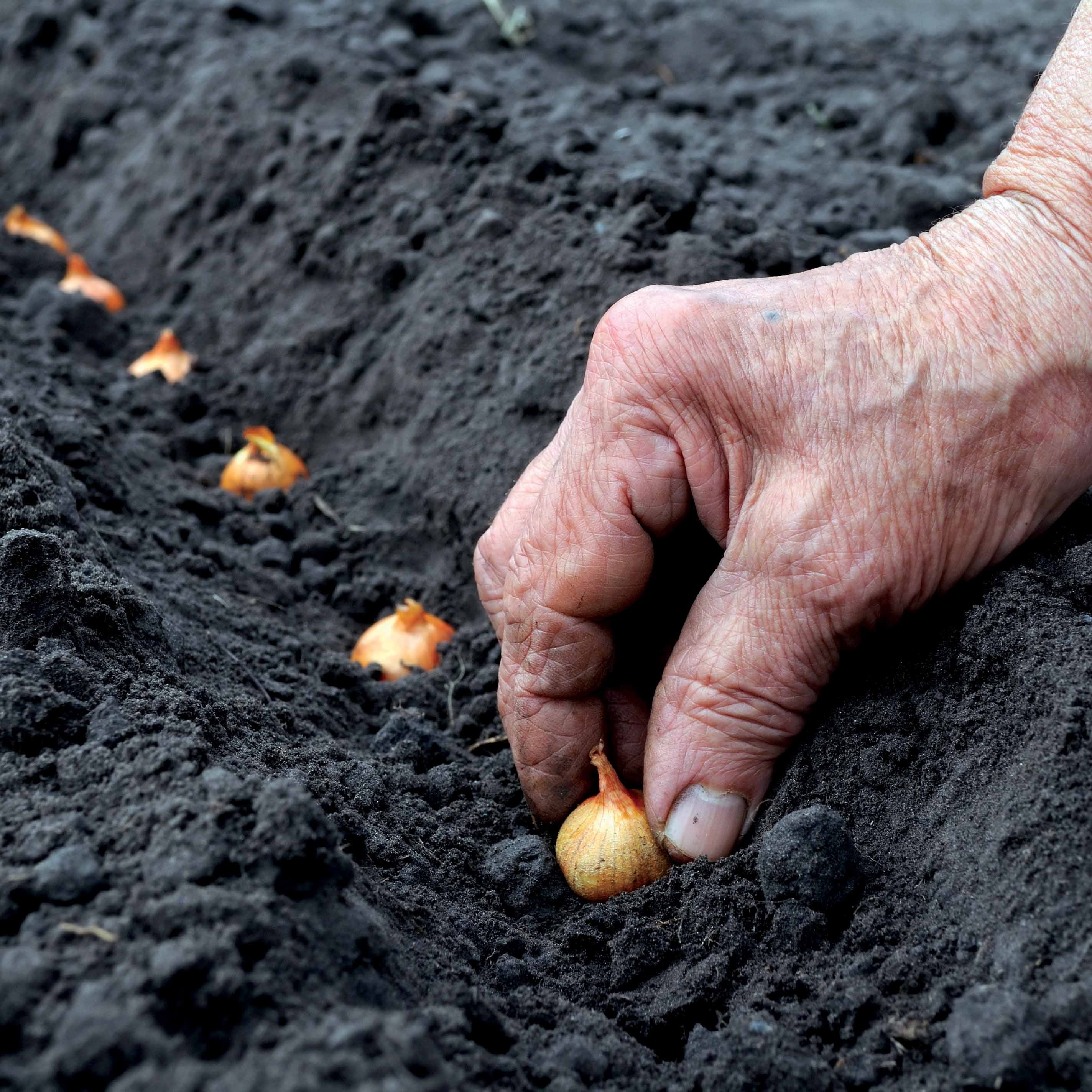 Bloembollen Ui 'Centurion F1' - Allium cepa centurion f1 | Bakker.com