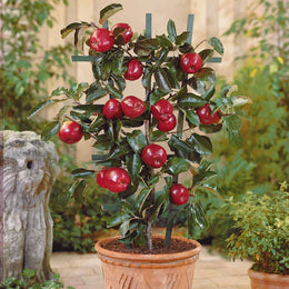 Appelboom 'Braeburn' - Malus domestica braeburn | Bakker.com