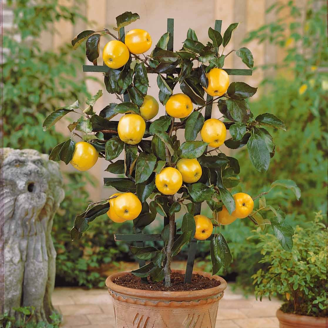 Mini Appelboom 'Golden Delicious' - Malus domestica Golden Delicious ...