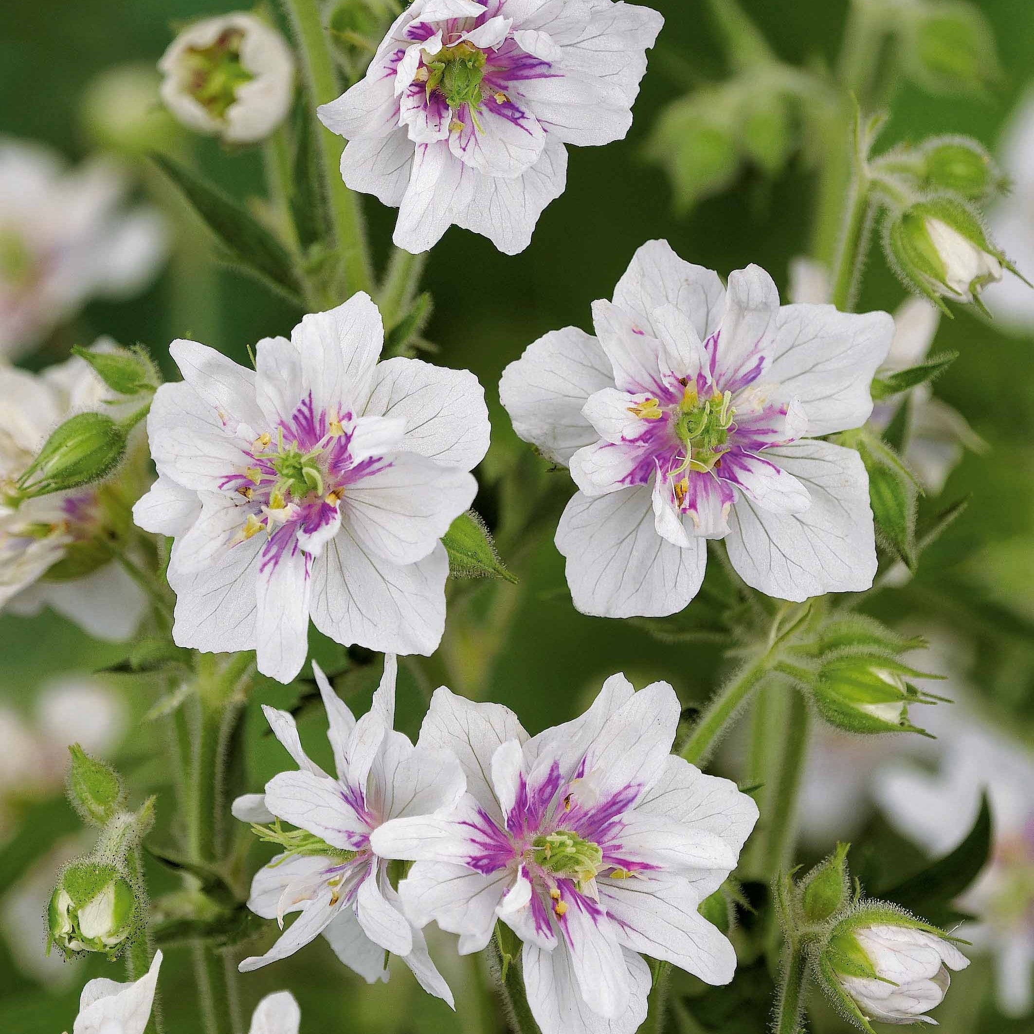 Beemdooievaarsbek 'Double Jewel' (x2) - Geranium pratense double jewel ...