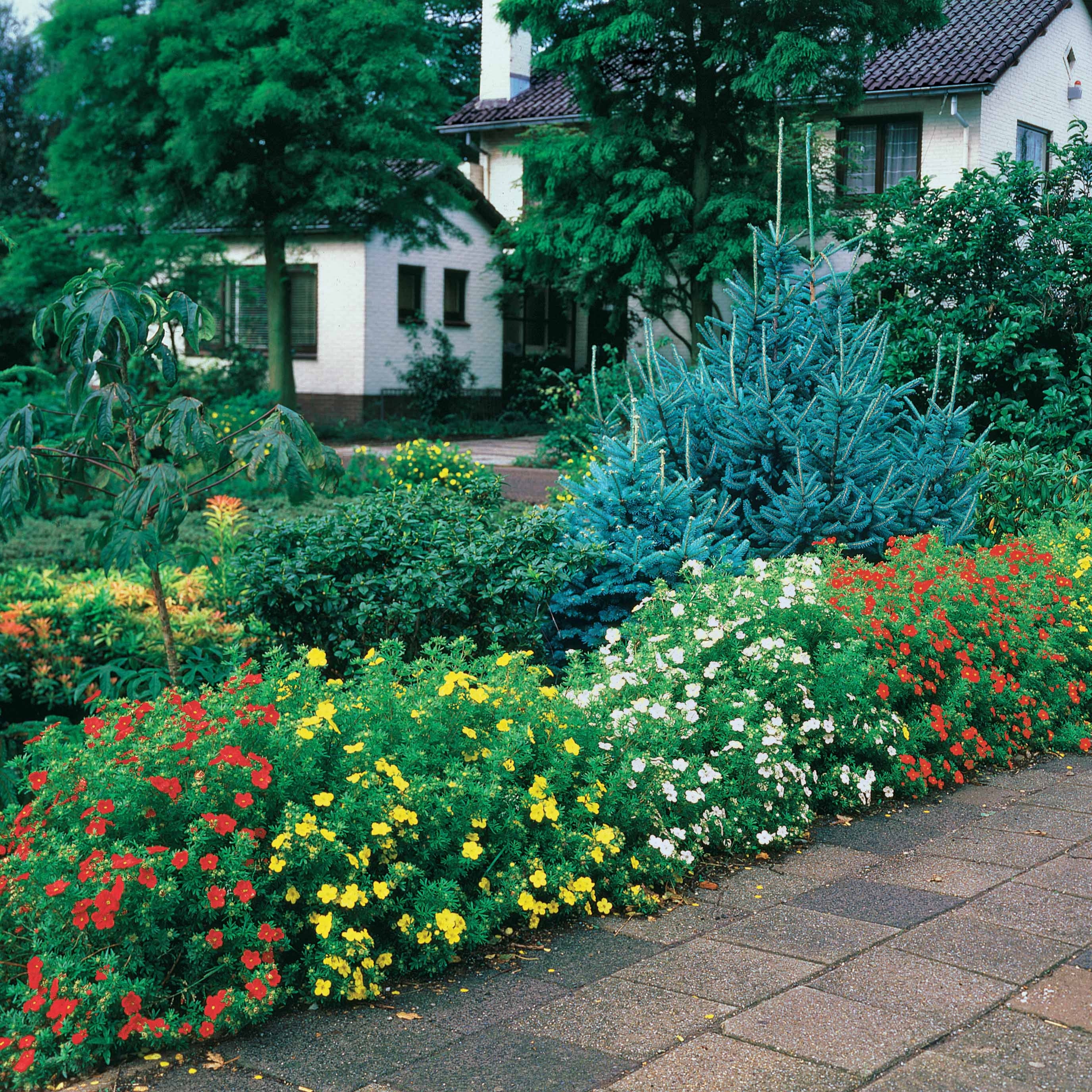 Ganzerik Mix - oranje + geel + wit - 1,5 meter haag (x3) - Potentilla ...