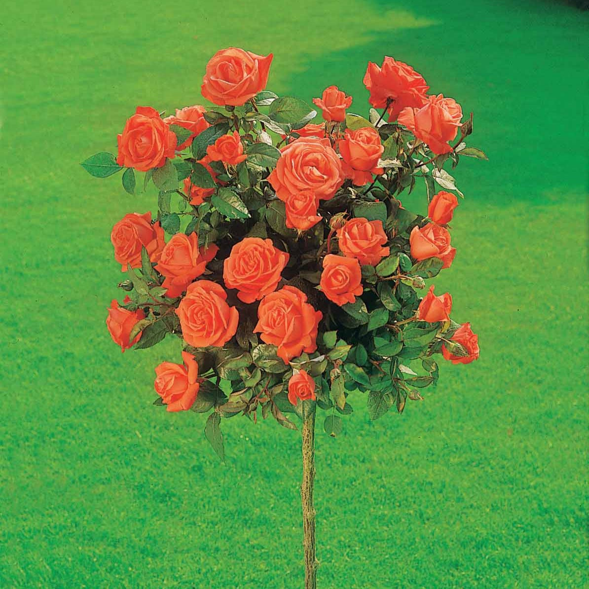 Stamroos 'Ramona' - Rosa ramona | Bakker.com