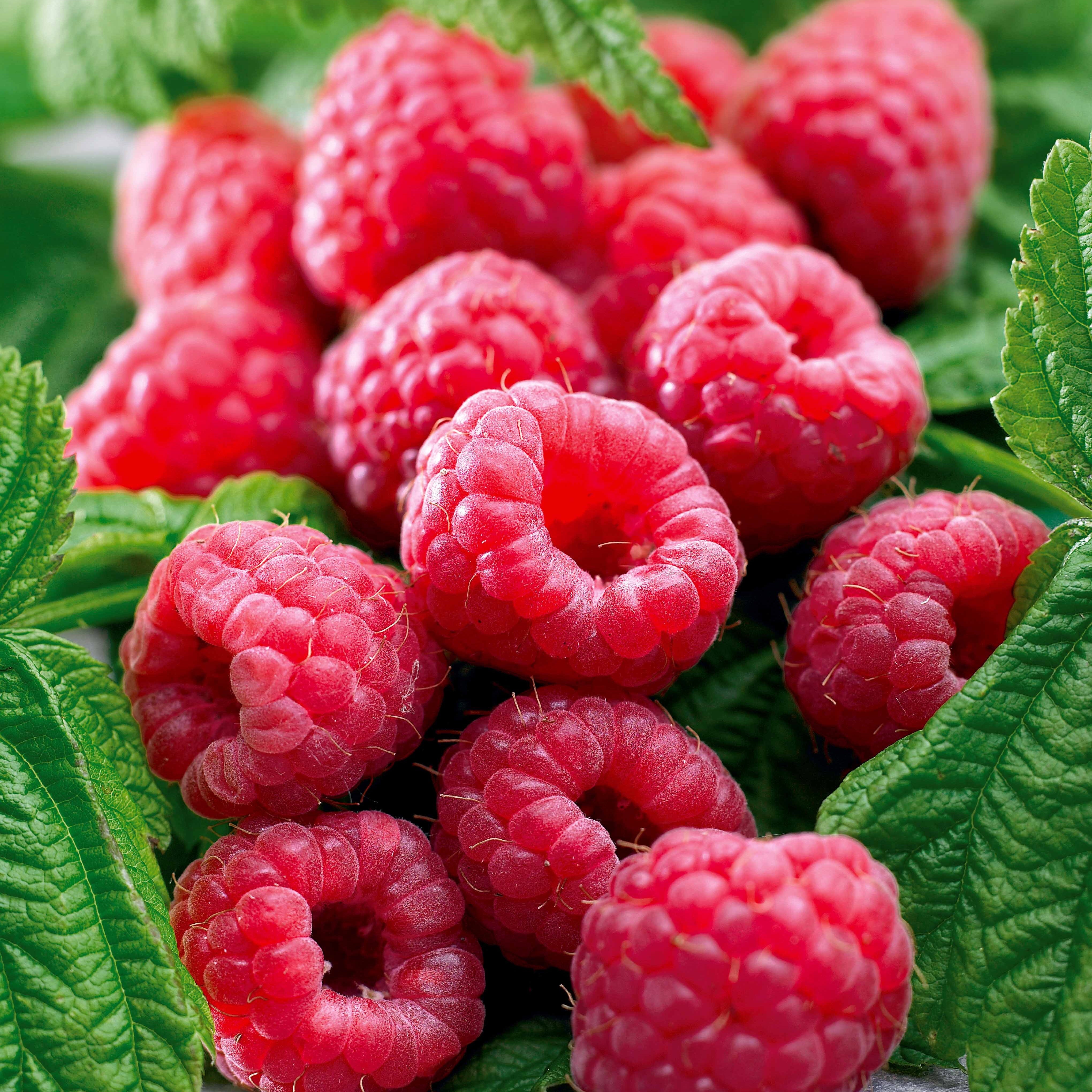 Framboos 'Marastar'® - Rubus idaeus marastar ® cov ma29-20 | Bakker.com