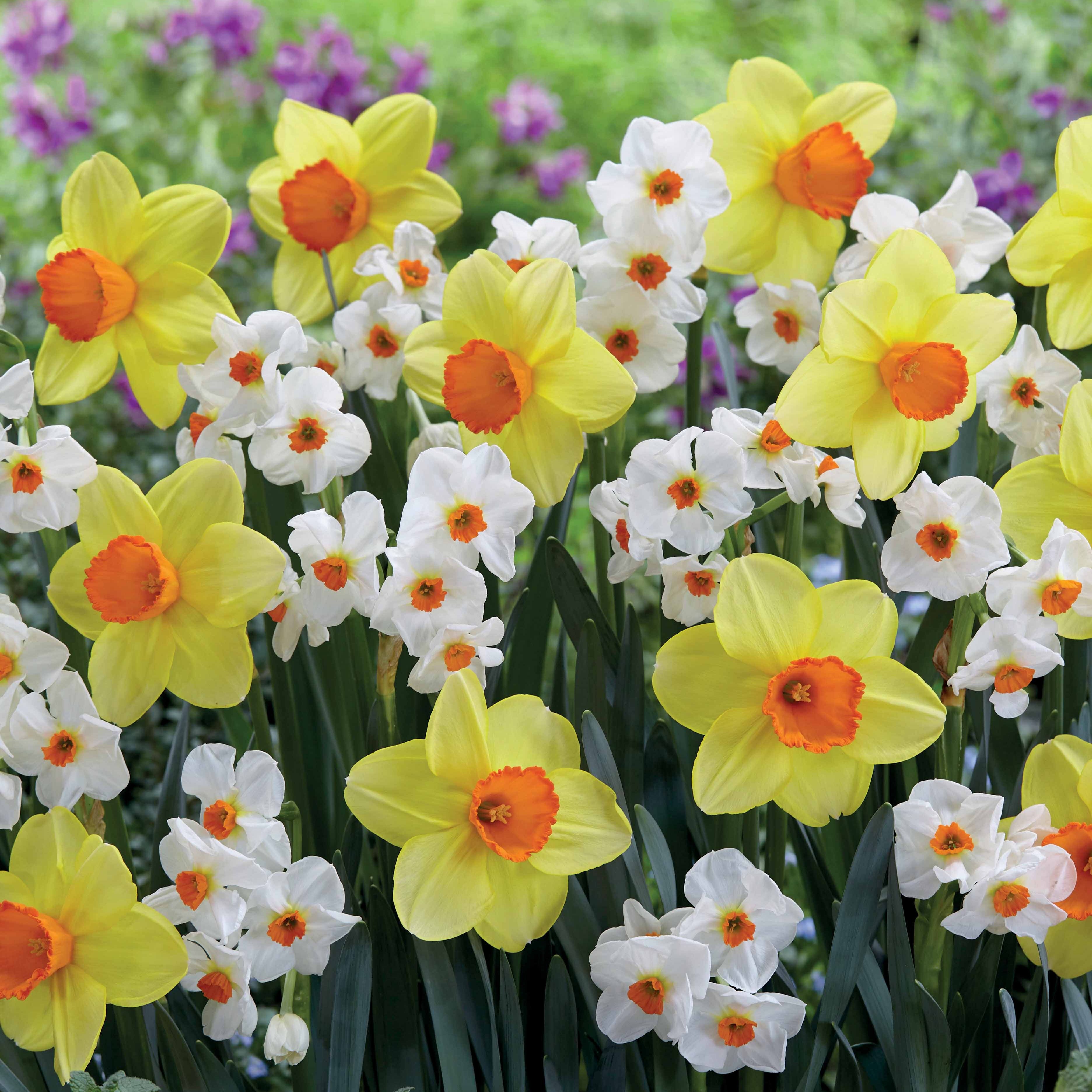 Bloembollen Collectie Narcissen (Red Devon + Geranium) (x16 ...