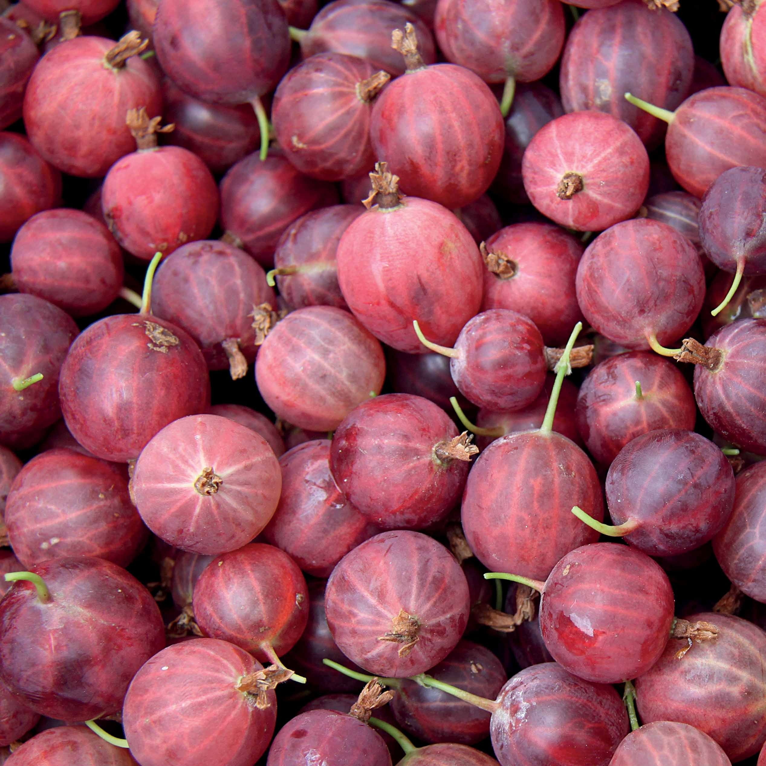 Kruisbessenstruik | Online kopen op Bakker.com