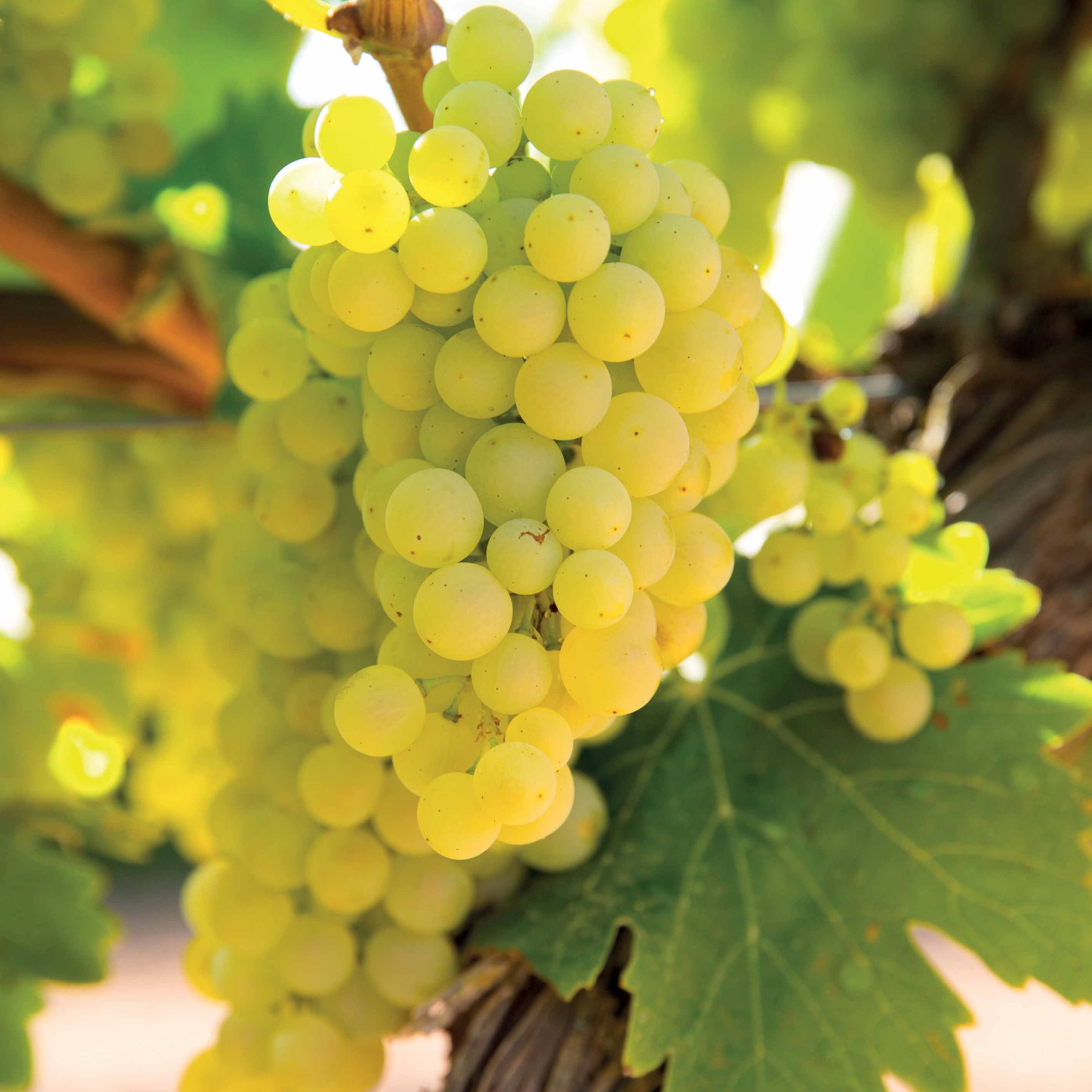 Witte druif 'Vroege van der Laan' - Vitis vroege van der laan | Bakker.com