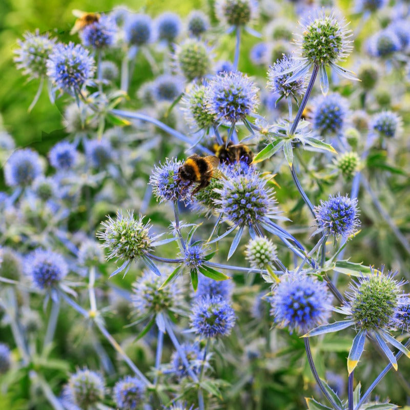 Blauwe distel - Eryngium planum | Bakker.com