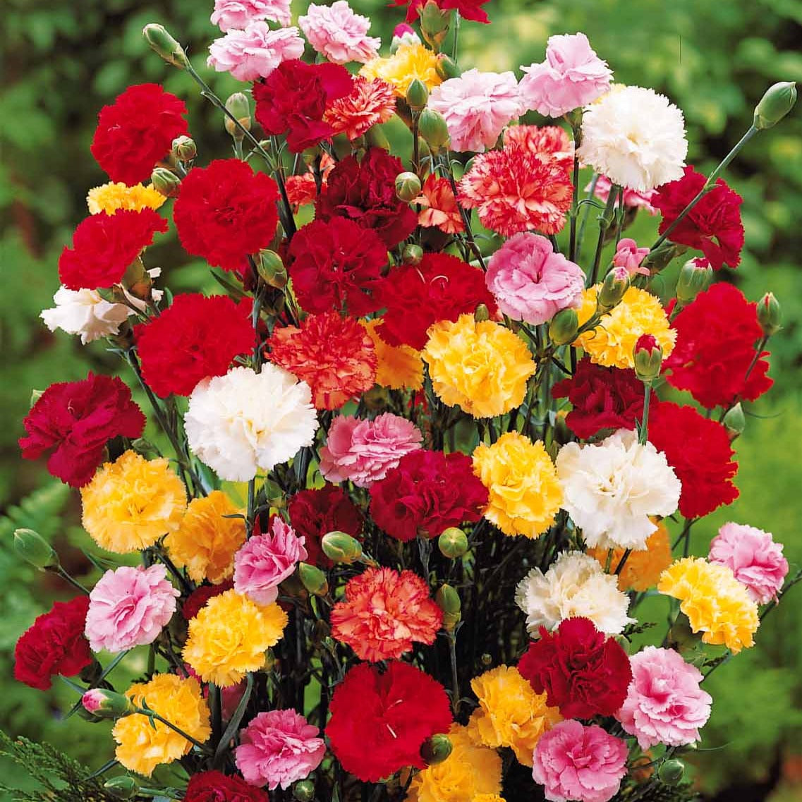 Zaden Anjer Mix 'Enfant de Nice' - Dianthus enfant de nice | Bakker.com