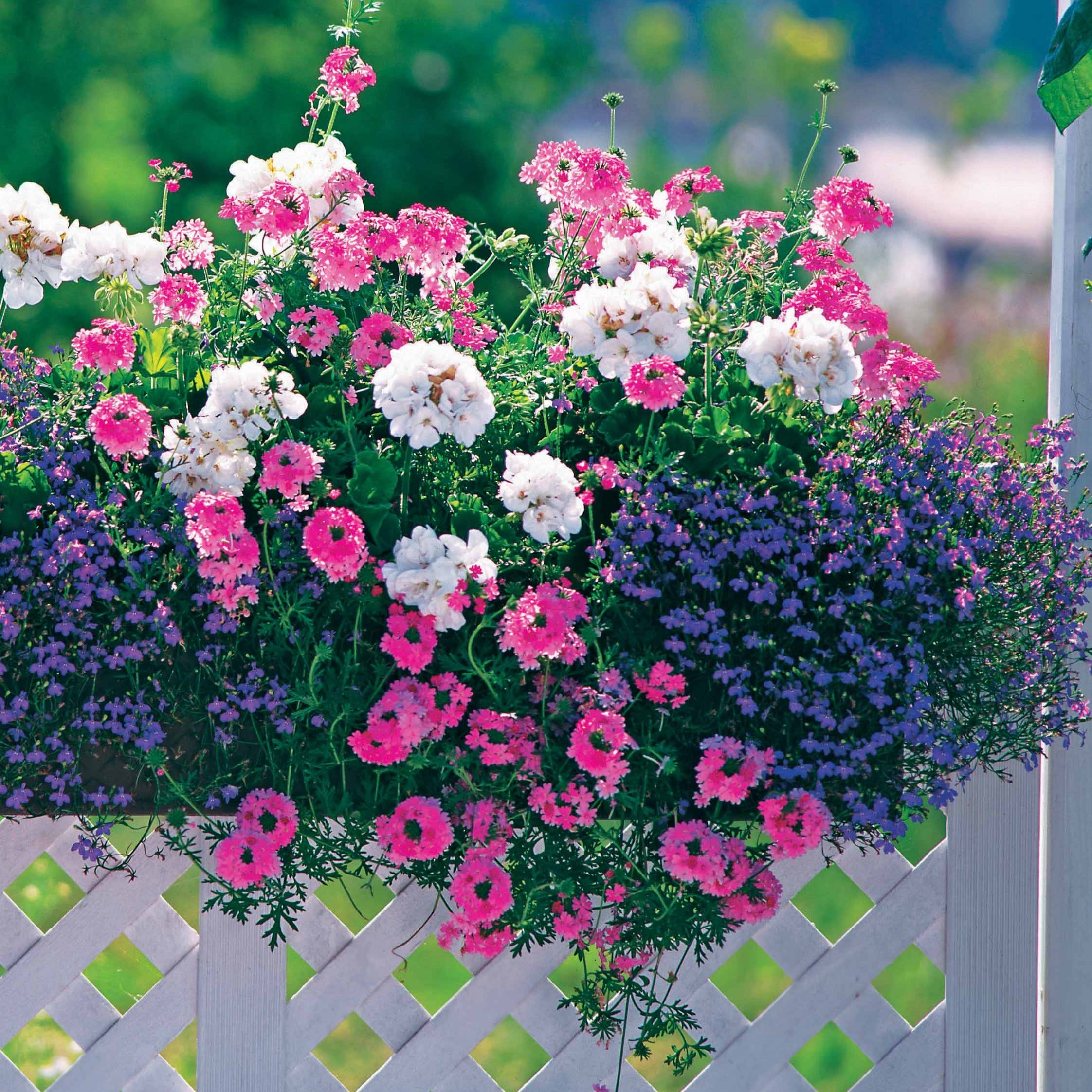 Zomerbloeiers Mix - pastelkleurig (x3) - Verbena, pelargonium zonale ...