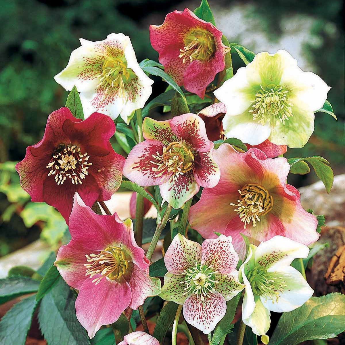 Nieskruid Mix (x3) - Helleborus orientalis | Bakker.com