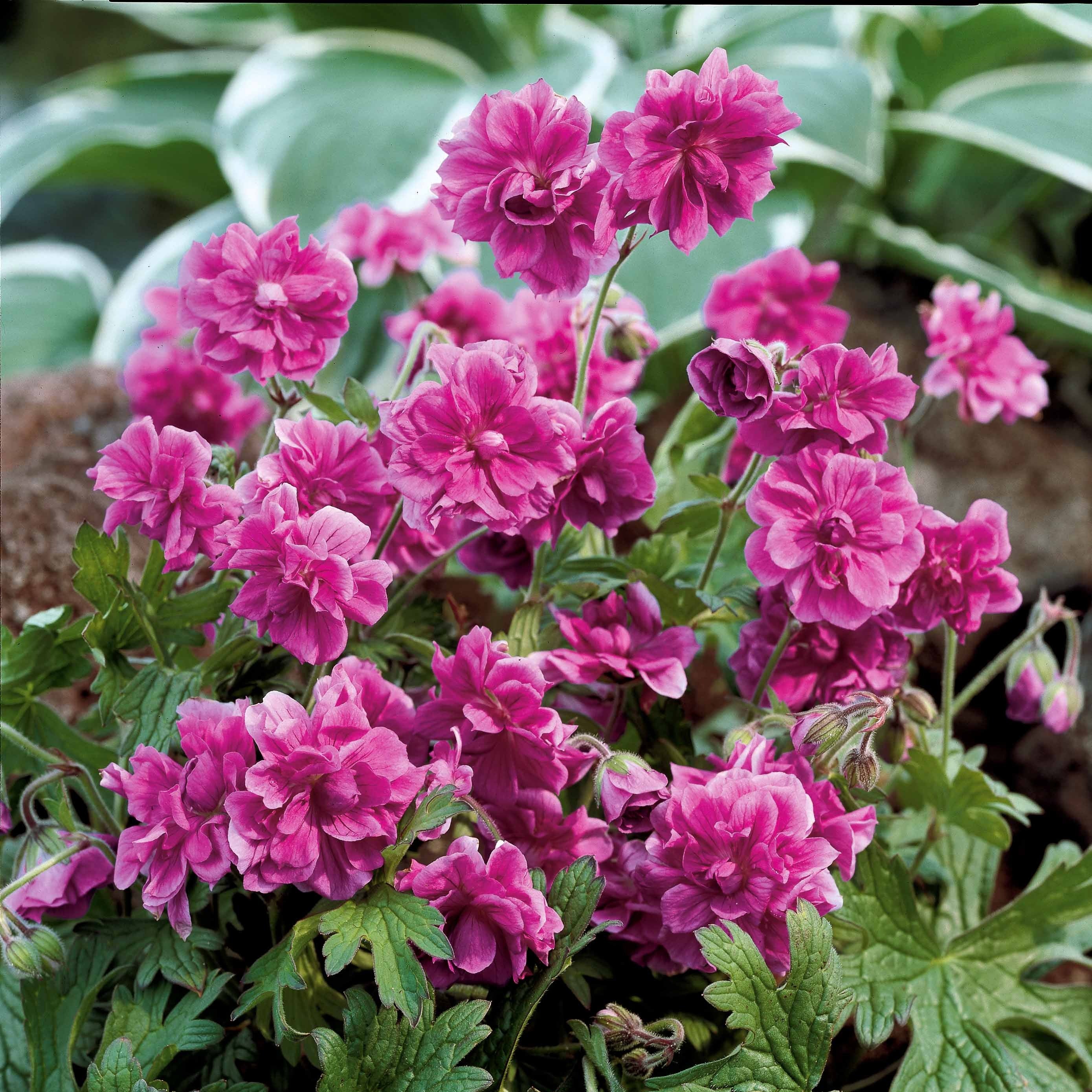 Geranium Mix - roze + blauw + wit – Bakker.com