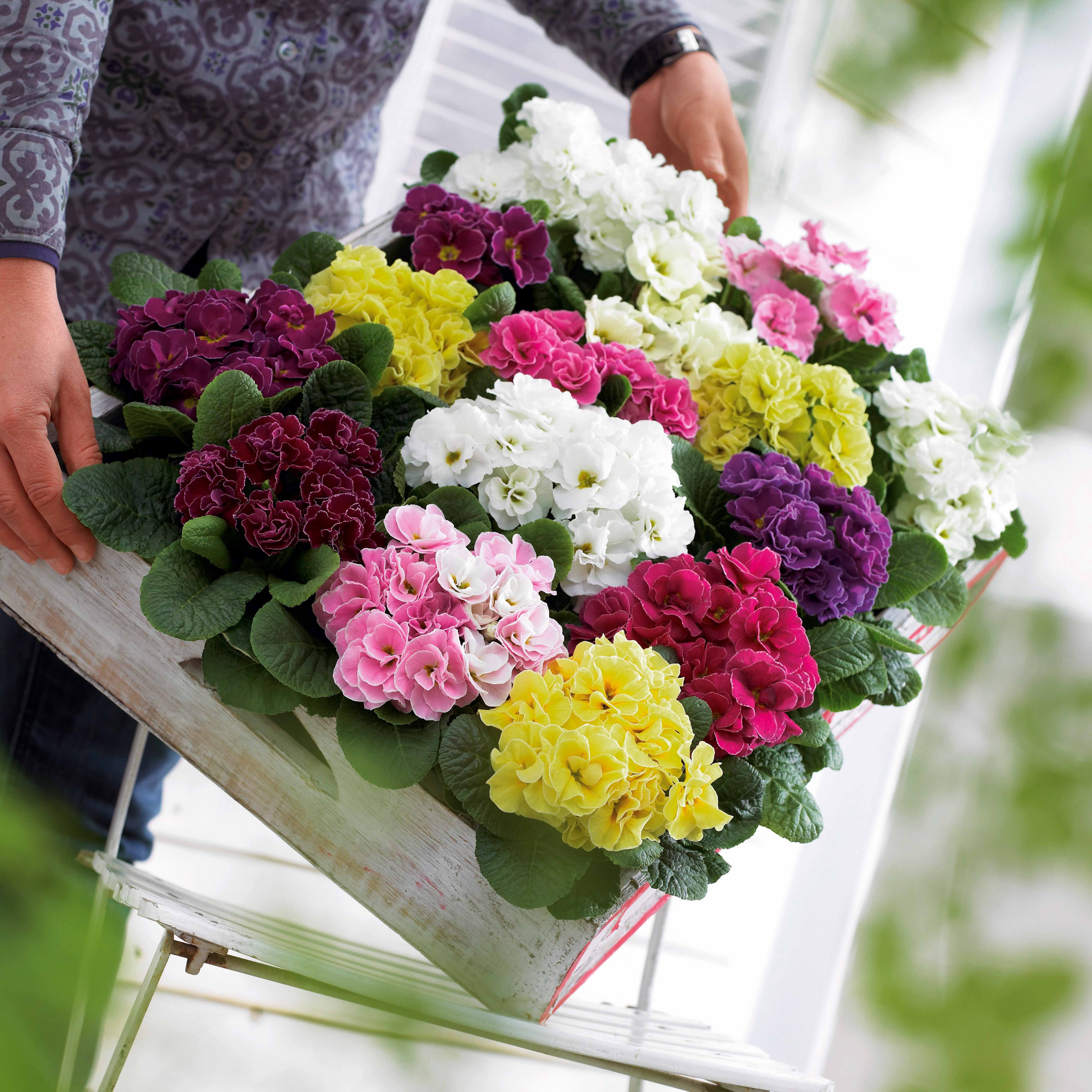 Dubbele Primula's in DoublePrincess mix (x3) - Primula double princess ...
