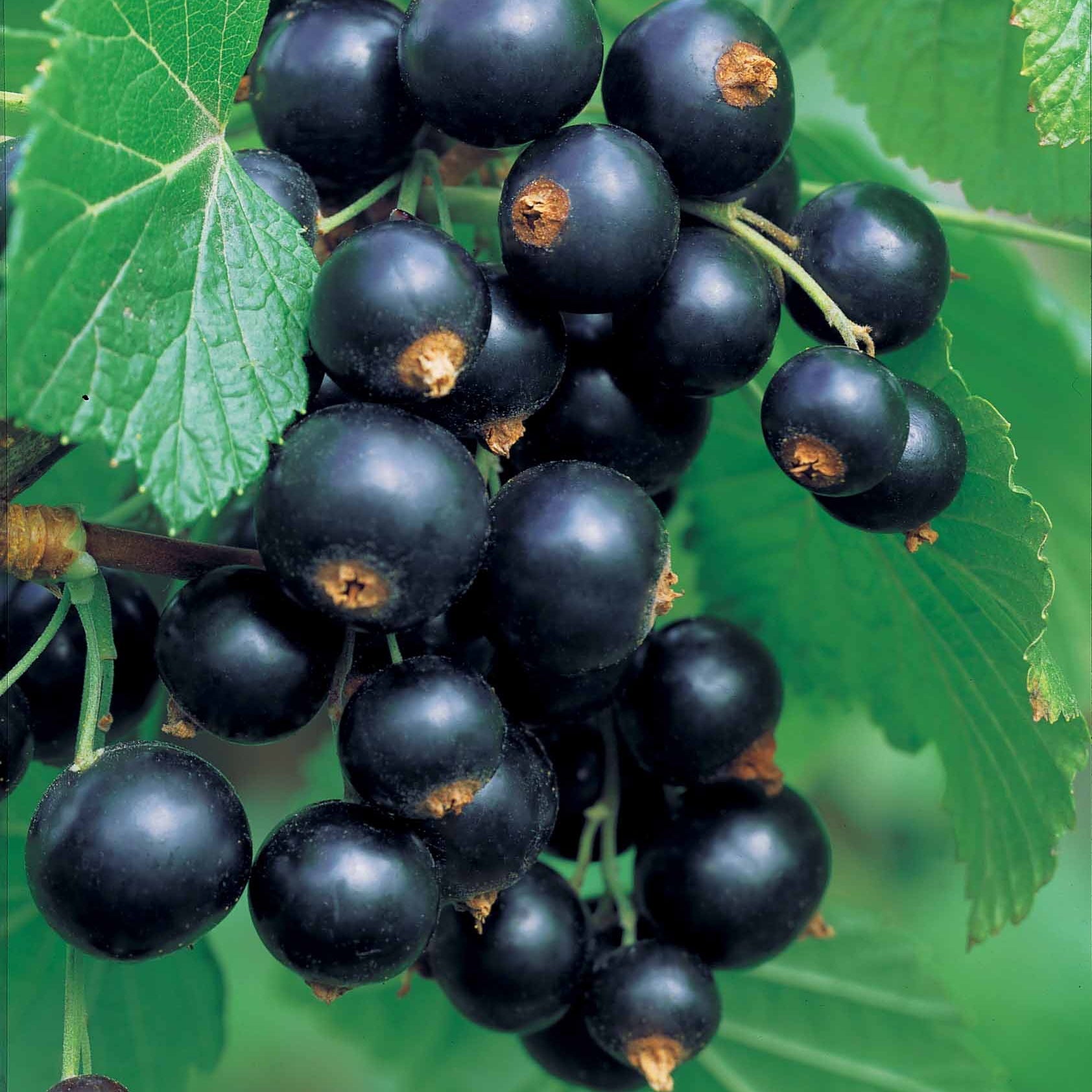 Collectie bessen- en zwarte bessenstruiken op stam (x2) - Ribes rubrum ...