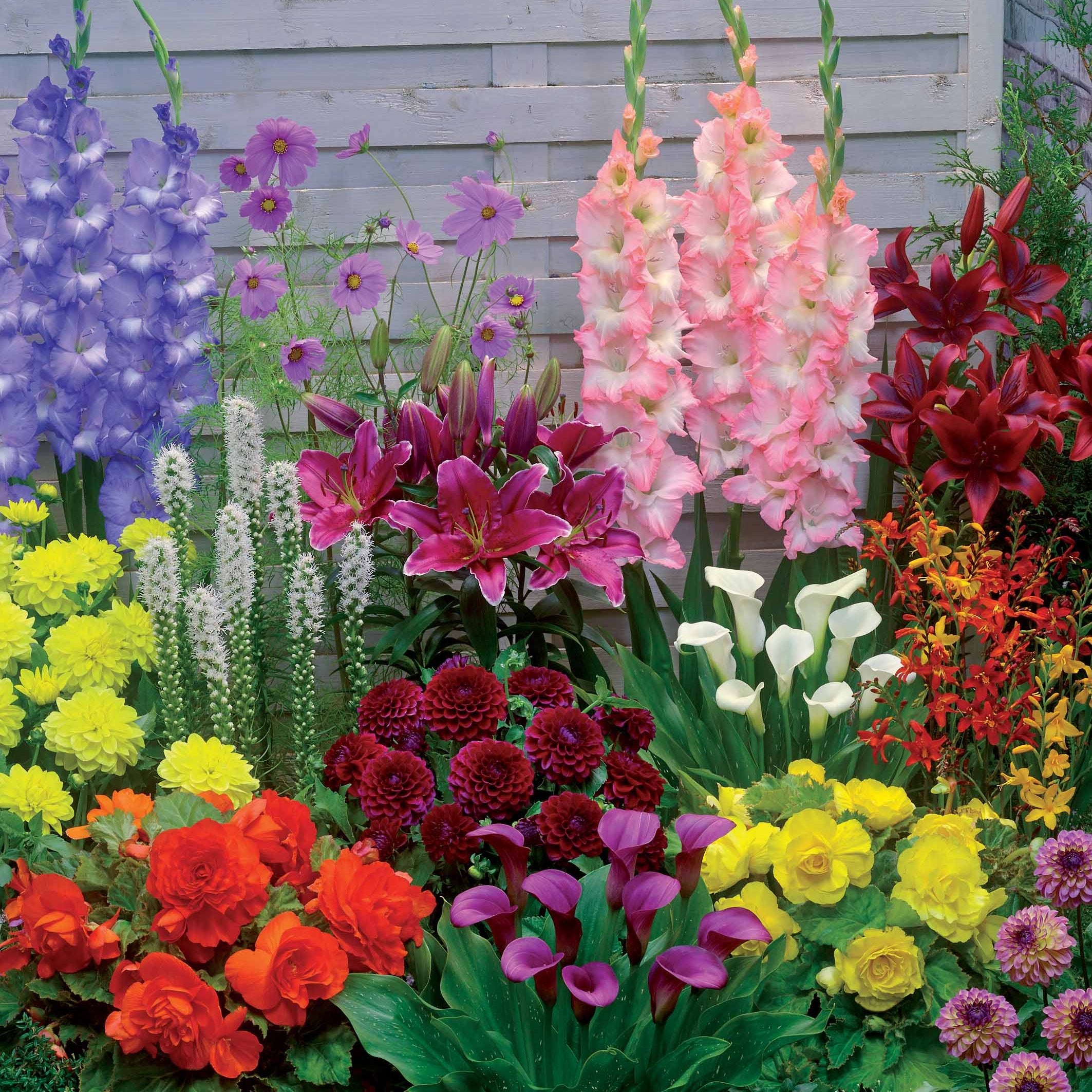 Bloembollen Bloembollenmix 'Zomerbloeiers' (x35) - Gladiolus, Lilium ...
