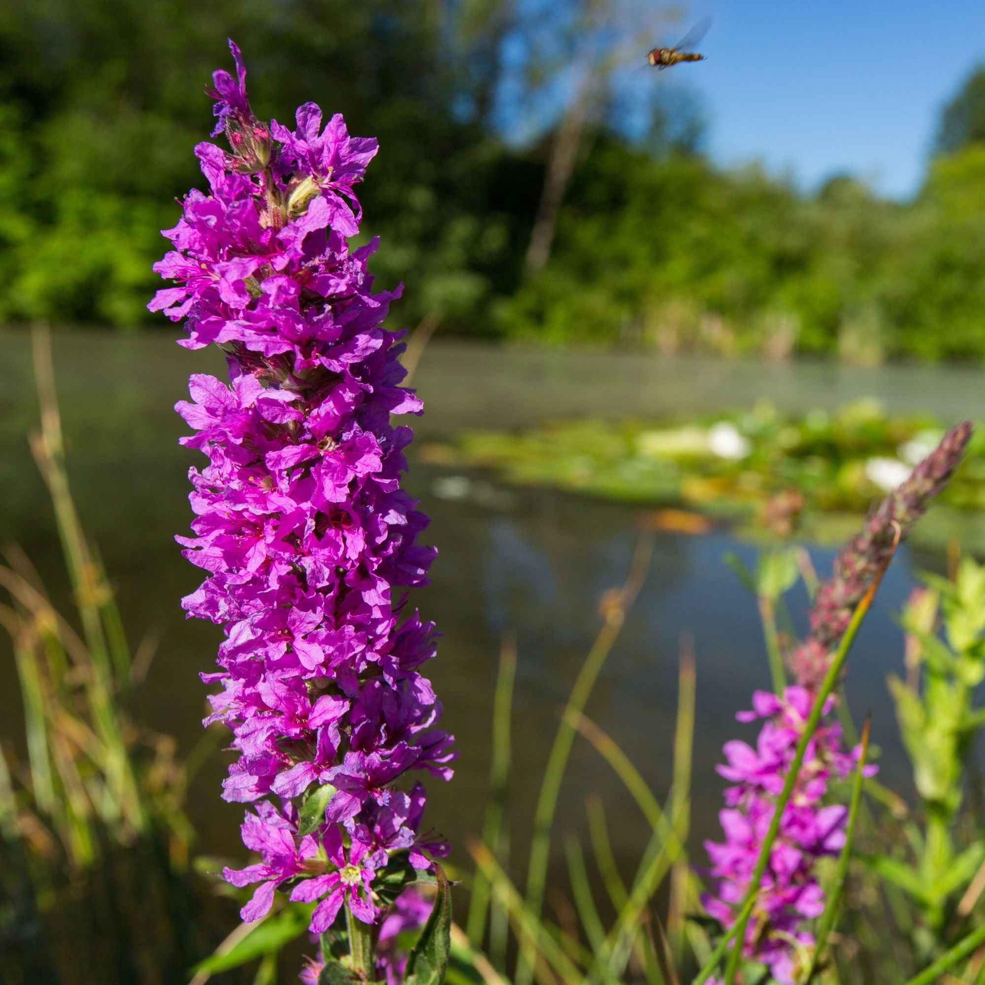 Kattestaart - Lythrum salicaria | Bakker.com