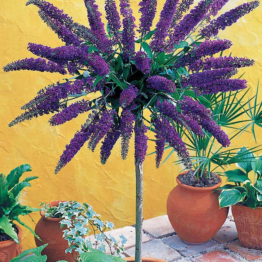 Vlinderstruik 'Empire Blue' op stengel - Buddleja davidii Empire Blue ...
