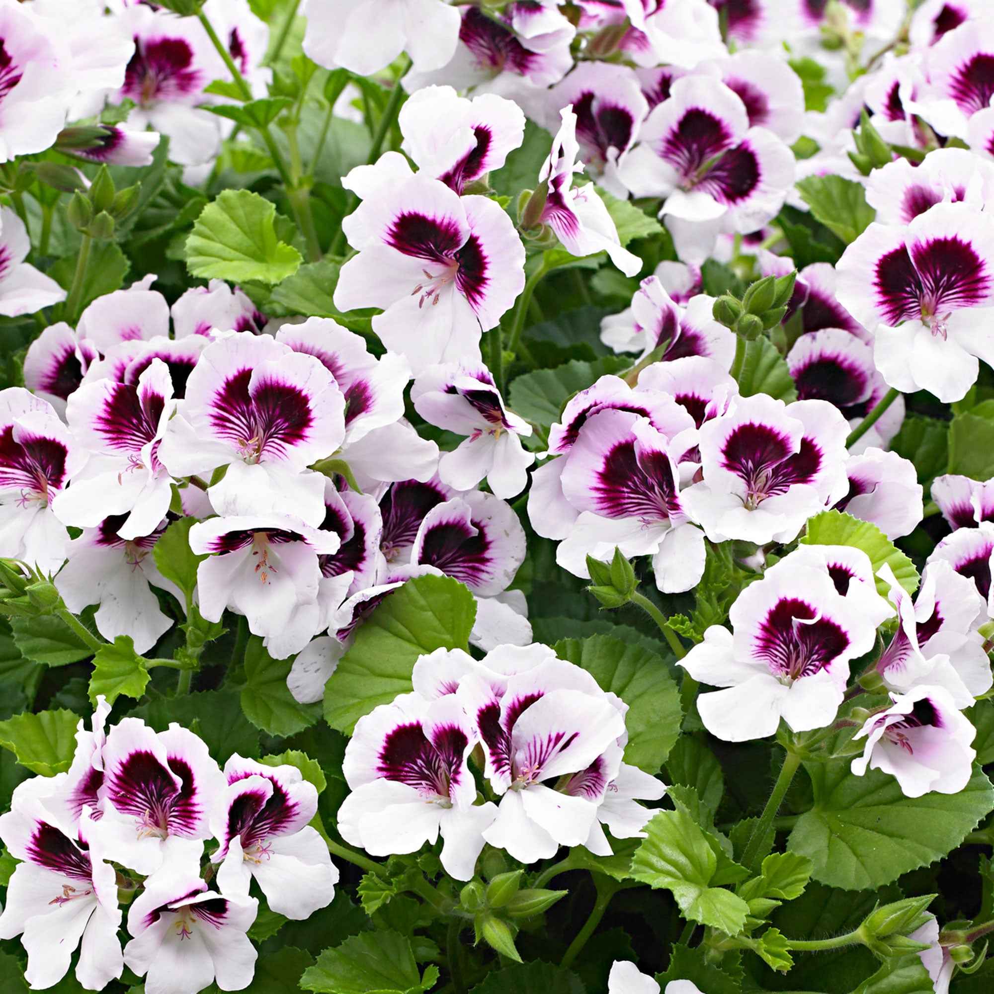 Geranium 'Mosquitaway Lizzy' (x3) - Pelargonium crispum lizzy | Bakker.com