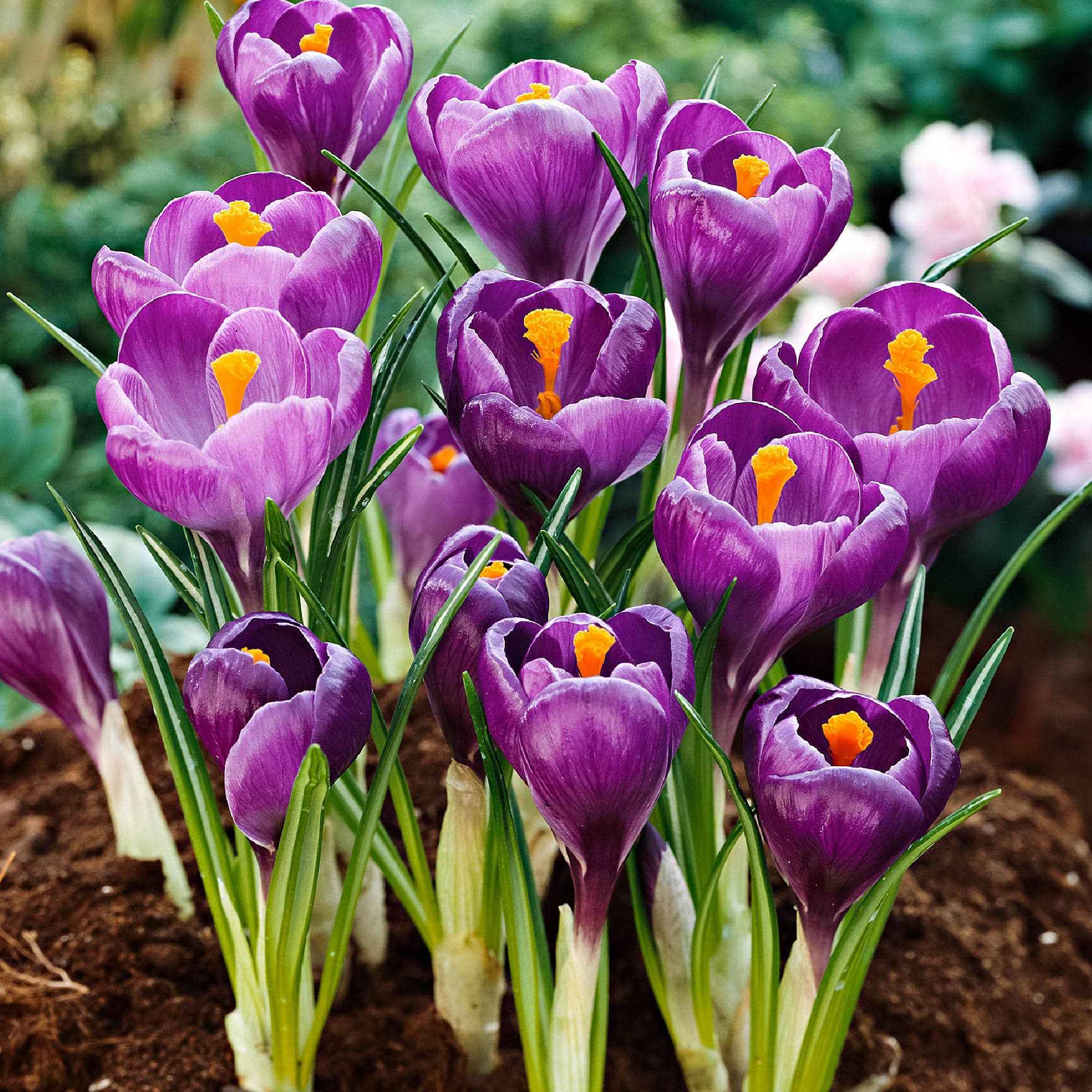 Bloembollen Grootbloemige krokus 'Flower Record' (x15) - Crocus vernus ...