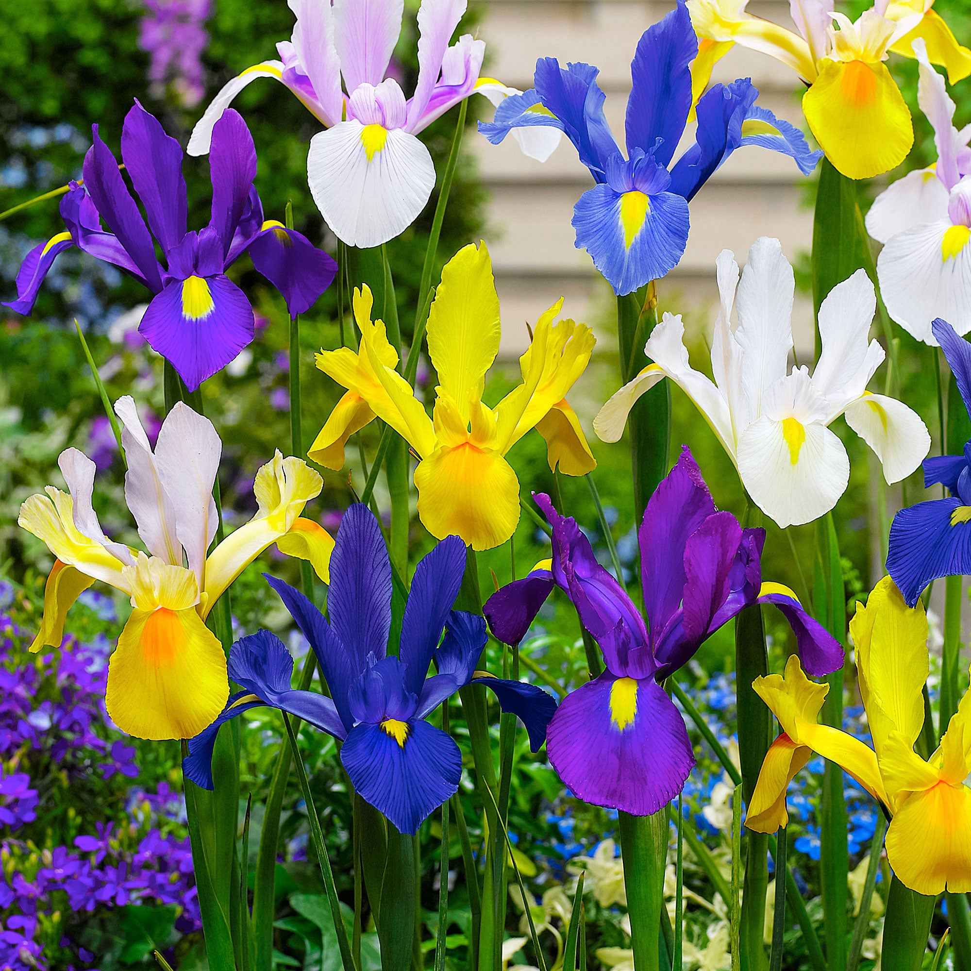 Bloembollen Hollandse Iris Mix (x50) - Iris hollandica | Bakker.com