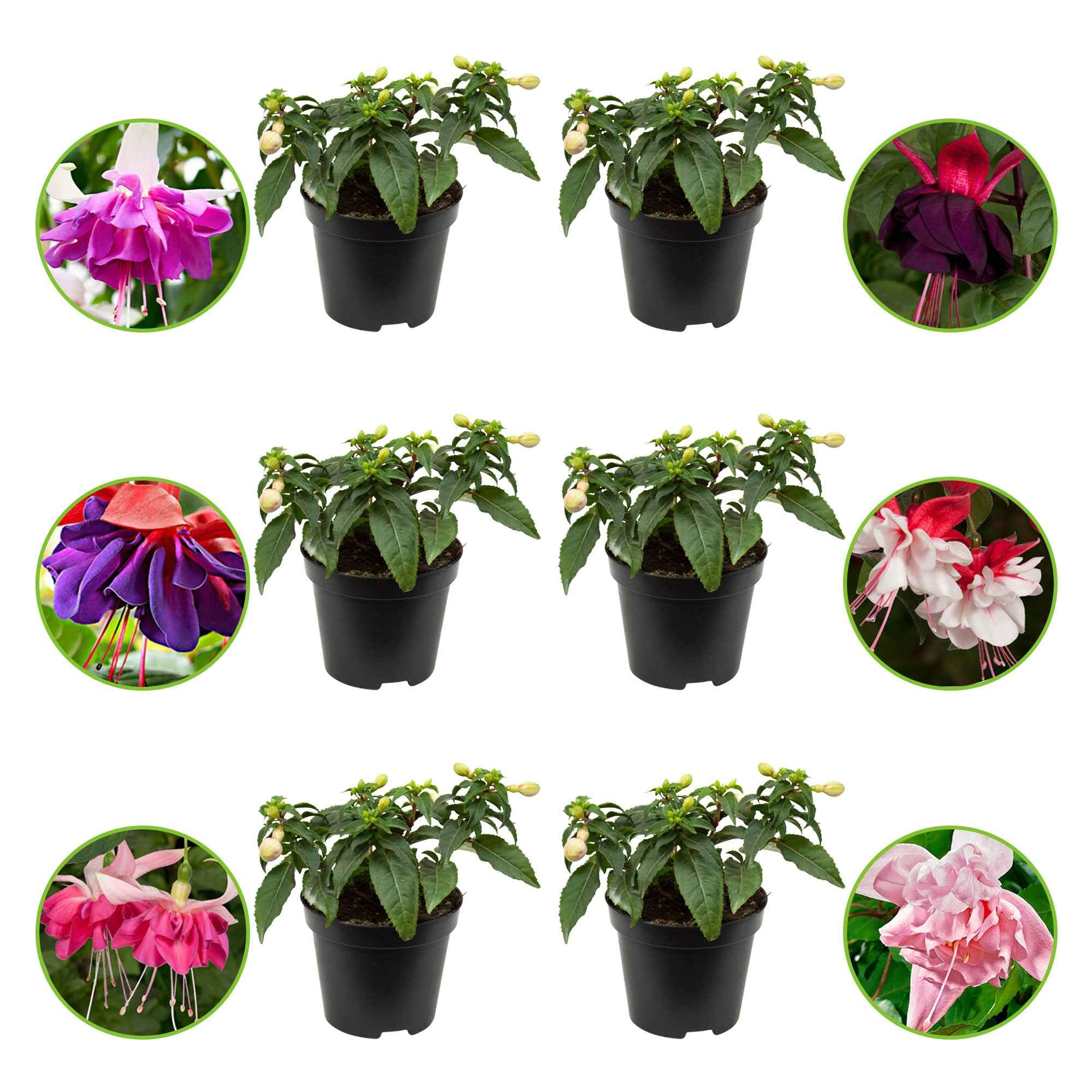 Fuchsia - Mix 'All in One' (x6) - Fuchsia Bella Rosella, Blue Mirage ...