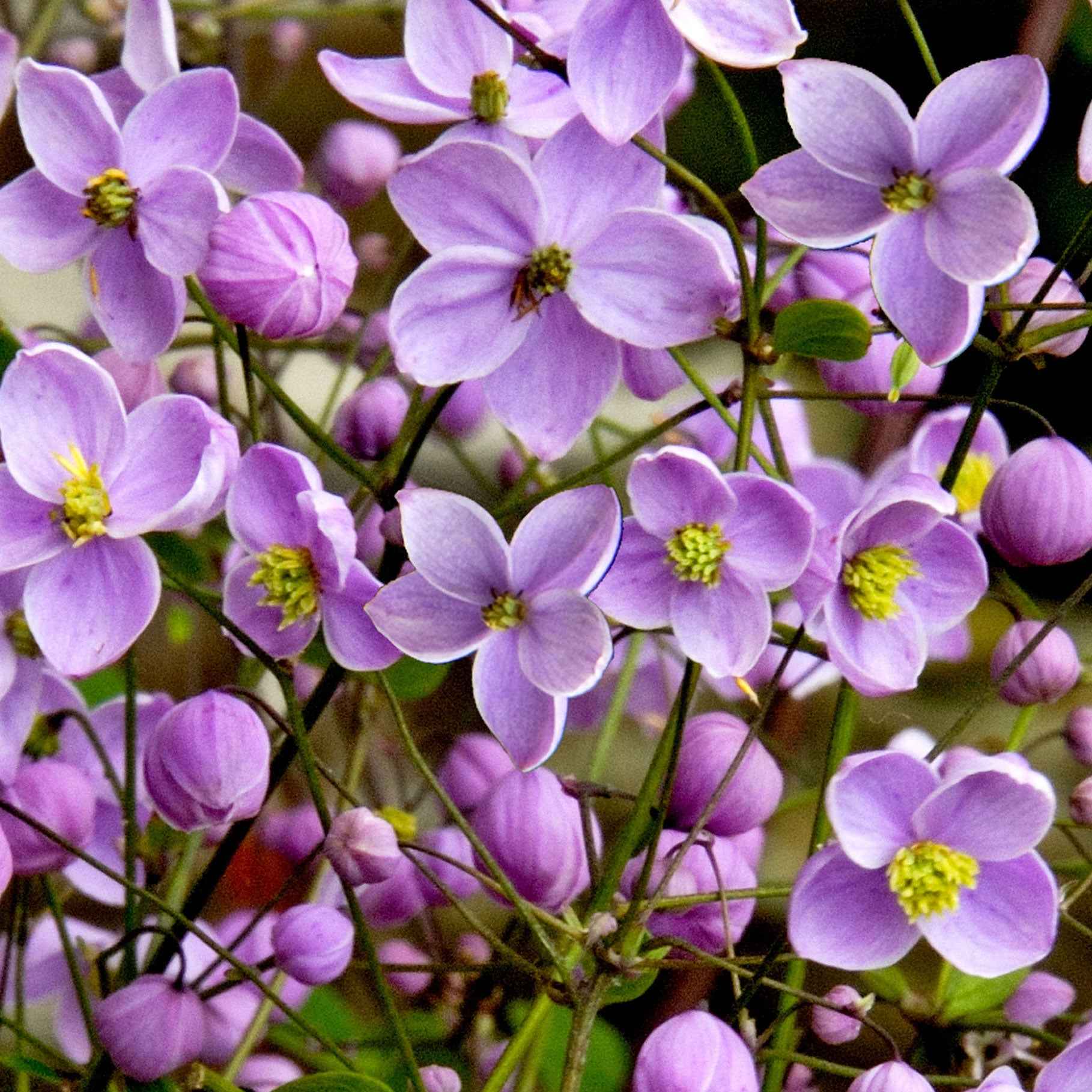 Chinese ruit - Thalictrum delavayi | Bakker.com