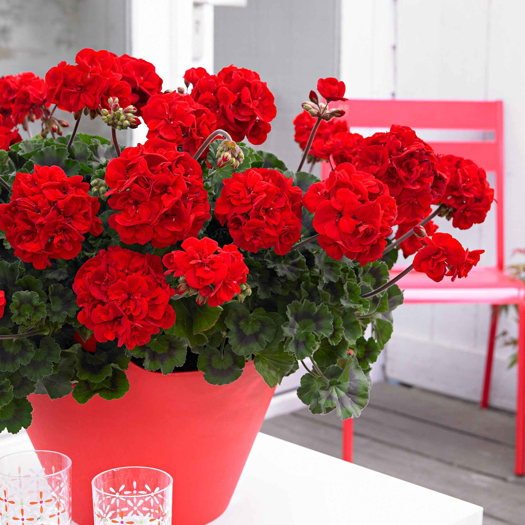 Geranium 'Toscana'® (x3) - Pelargonium zonale toscana ® | Bakker.com