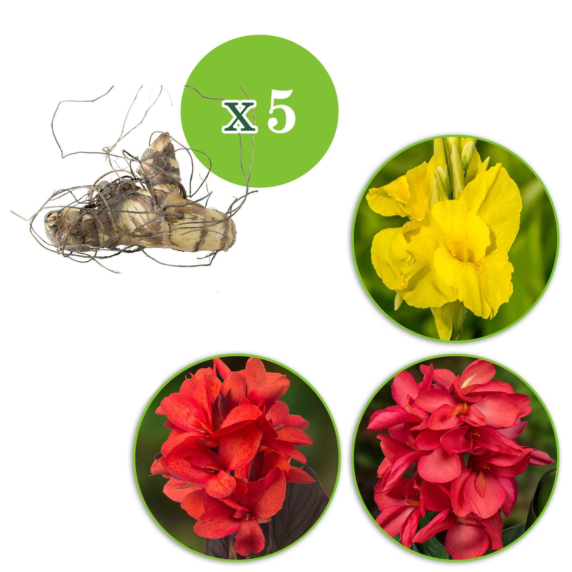 Bloembollen Indisch bloemriet - Mix (x5) - Canna 'richard wallace','red ...
