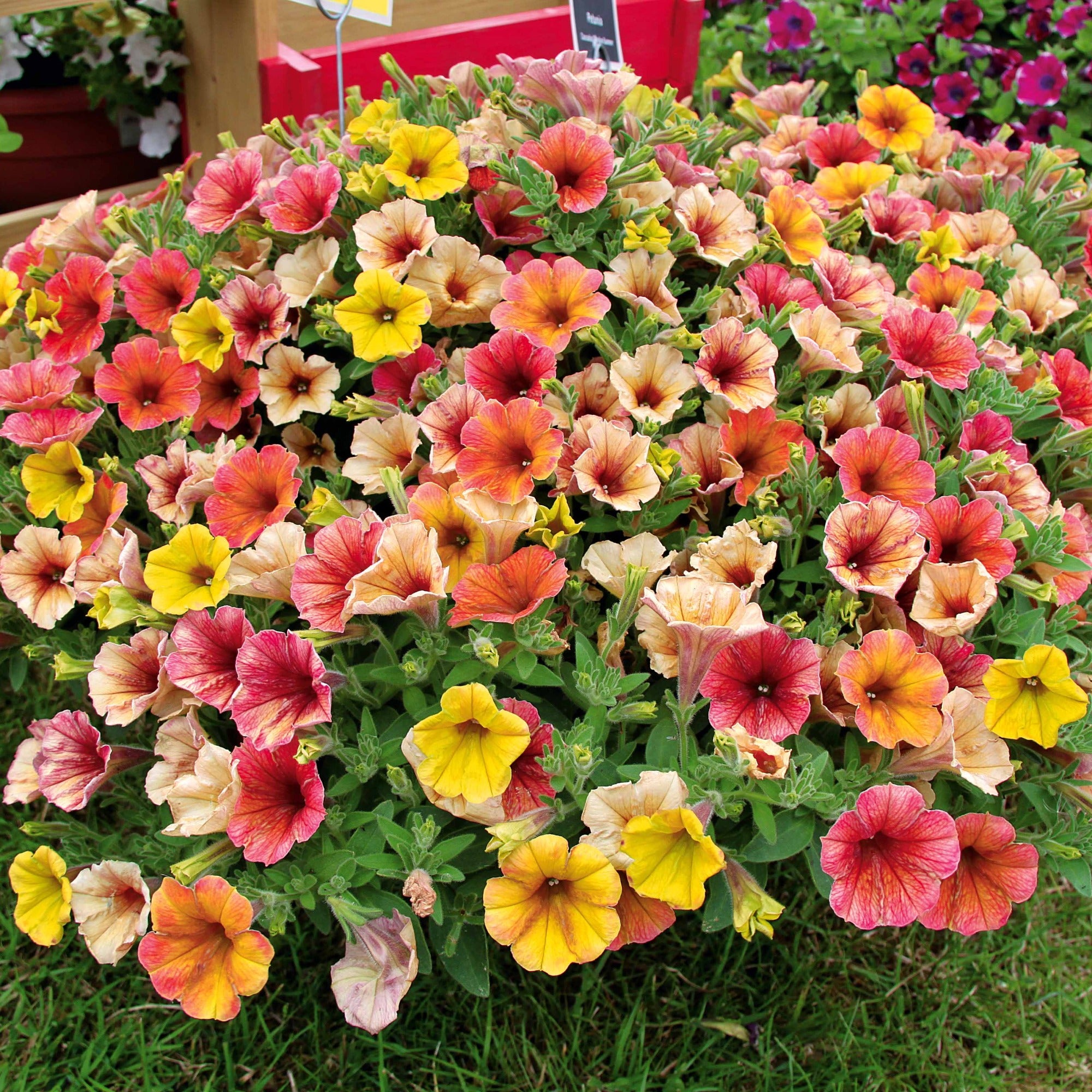 Petunia 'Indian Summer' (x3) - Petunia cascadias Indian Summer | Bakker.com