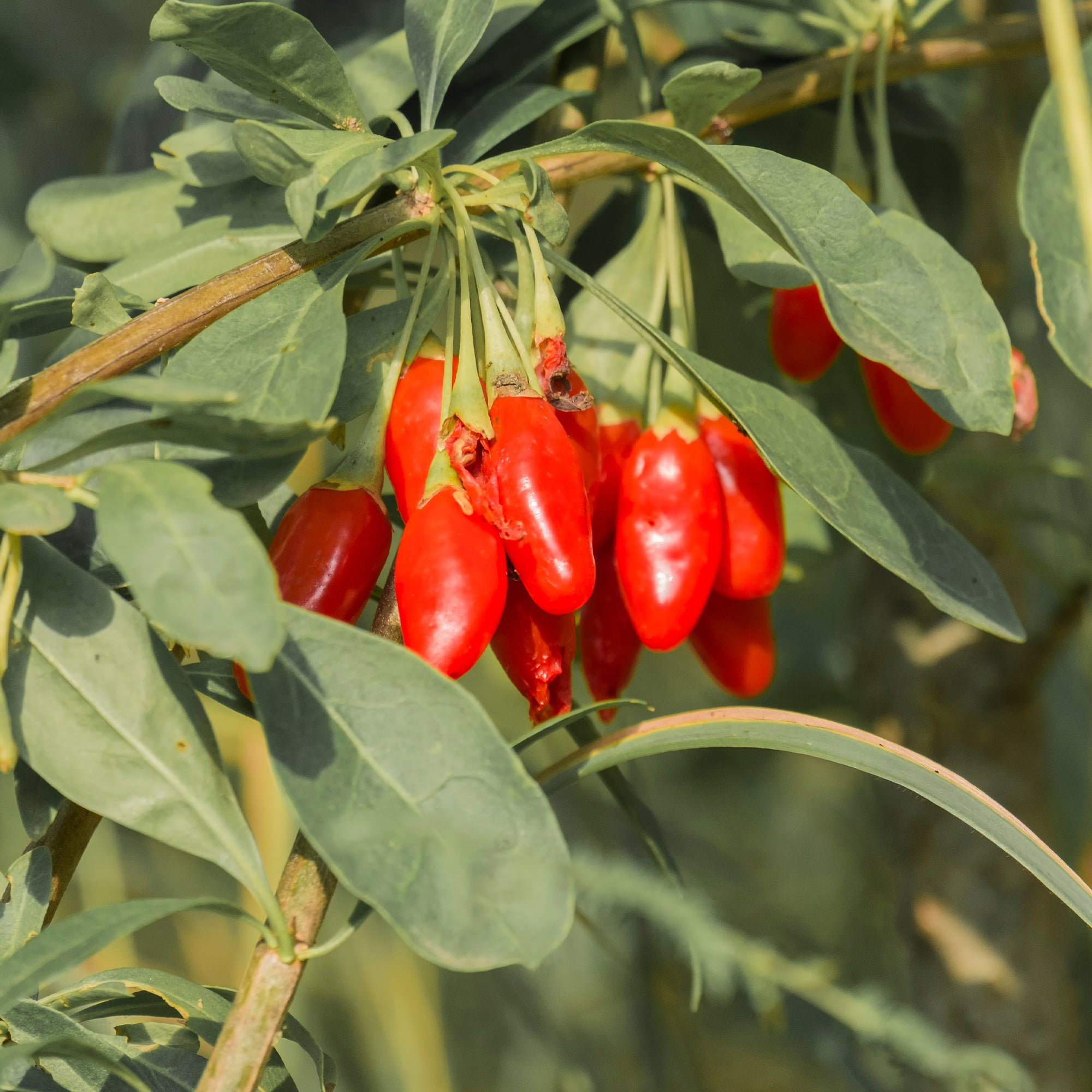 Goji bes - Lycium barbarum | Bakker.com