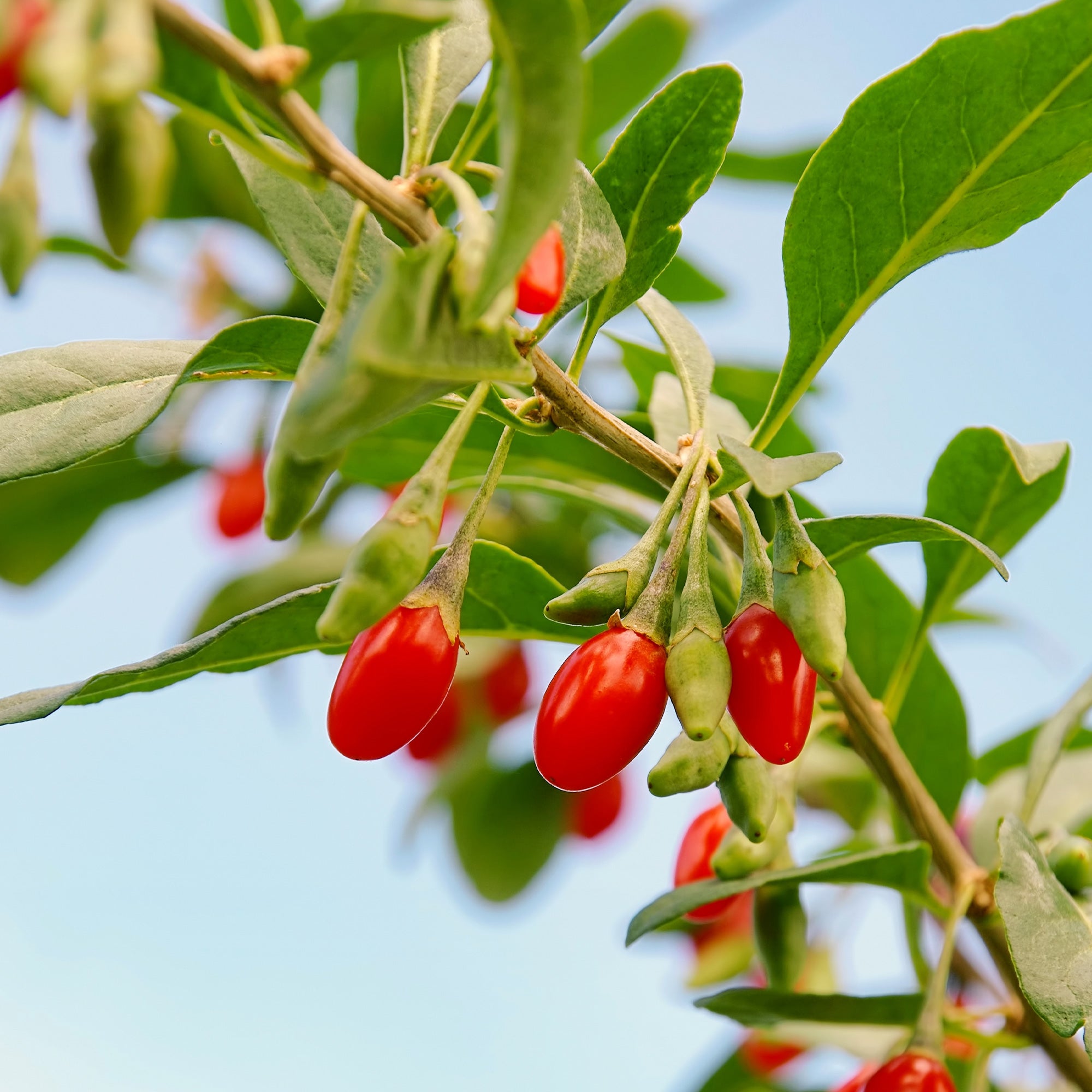 Fruitstruik Mix 'Bomvol Vitamine' - Vaccinium corymbosum, lycium ...