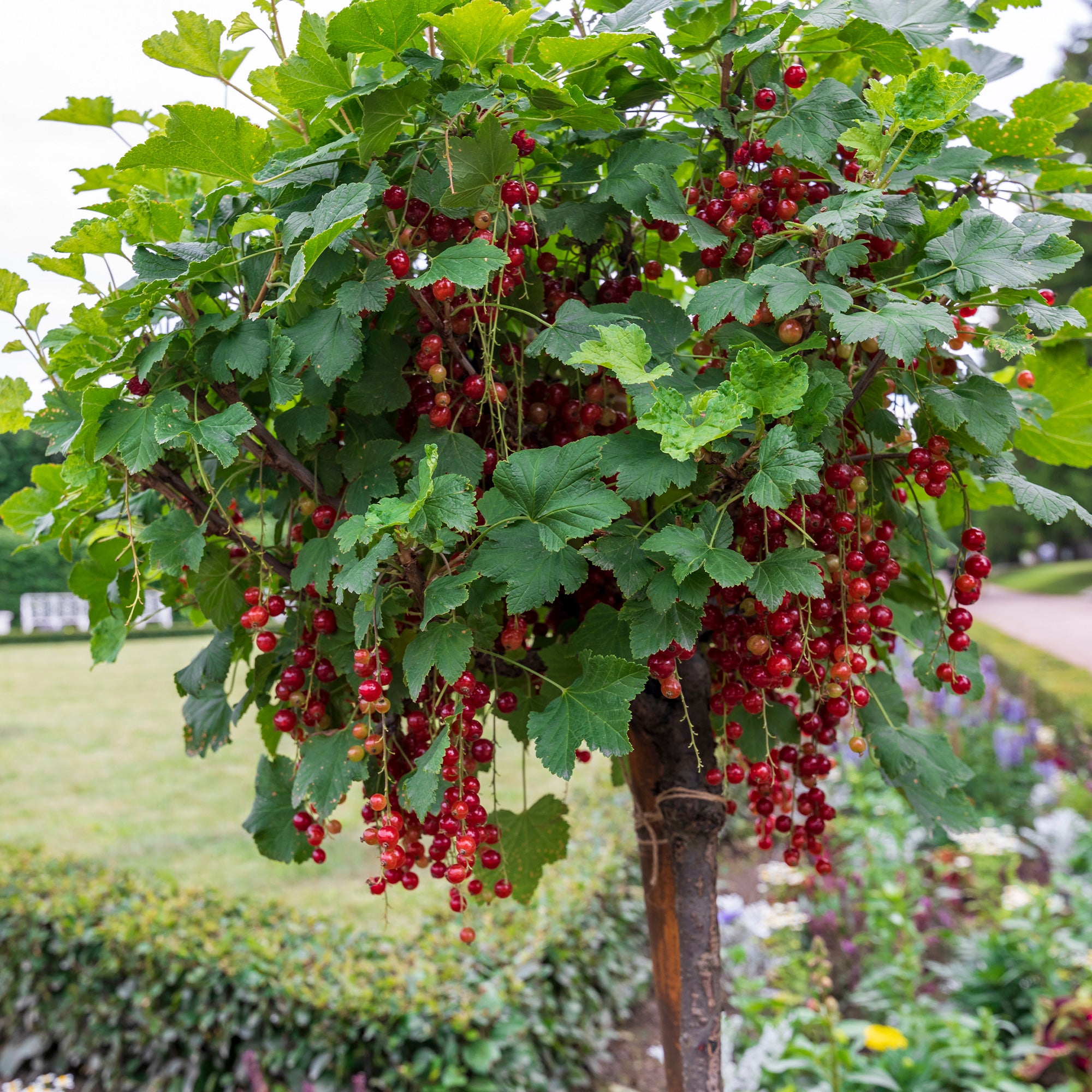 Collectie bessen- en zwarte bessenstruiken op stam (x2) - Ribes rubrum ...