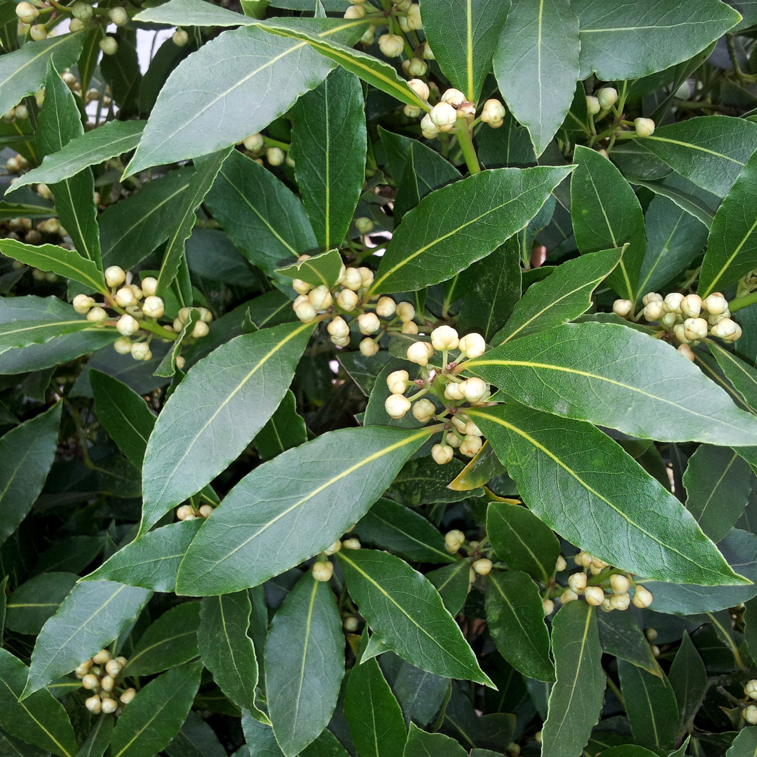 Laurierstruik - Laurus nobilis | Bakker.com