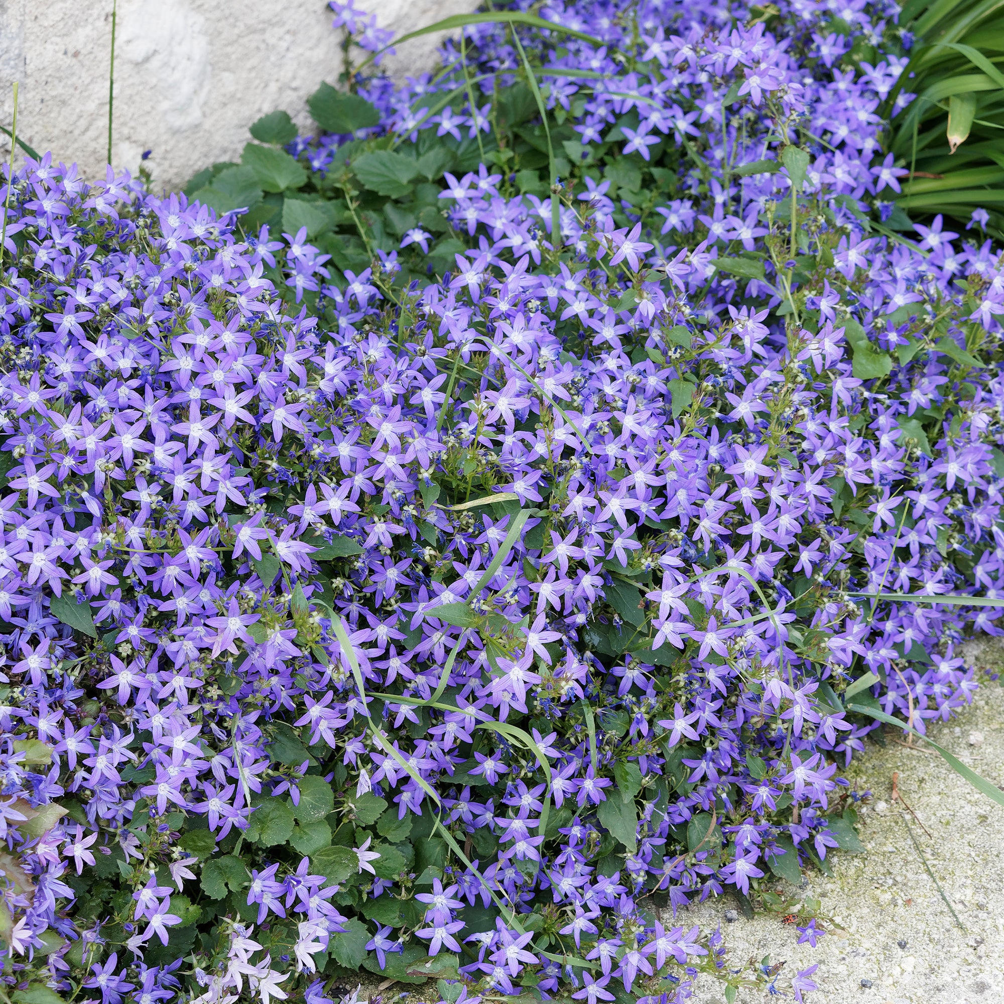 Collectie kruipende en bodembedekkende vaste planten (x13) - Saponaria ...