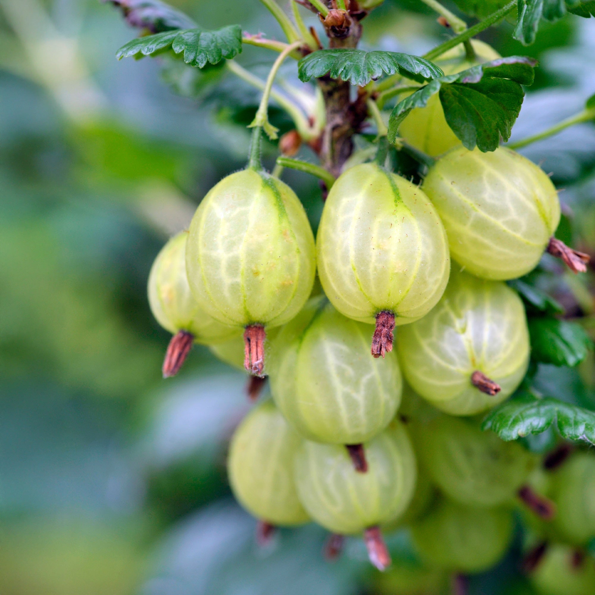 Kruisbes 'Engelse wit' (x2) - Ribes uva-crispa anglaise blanche ...