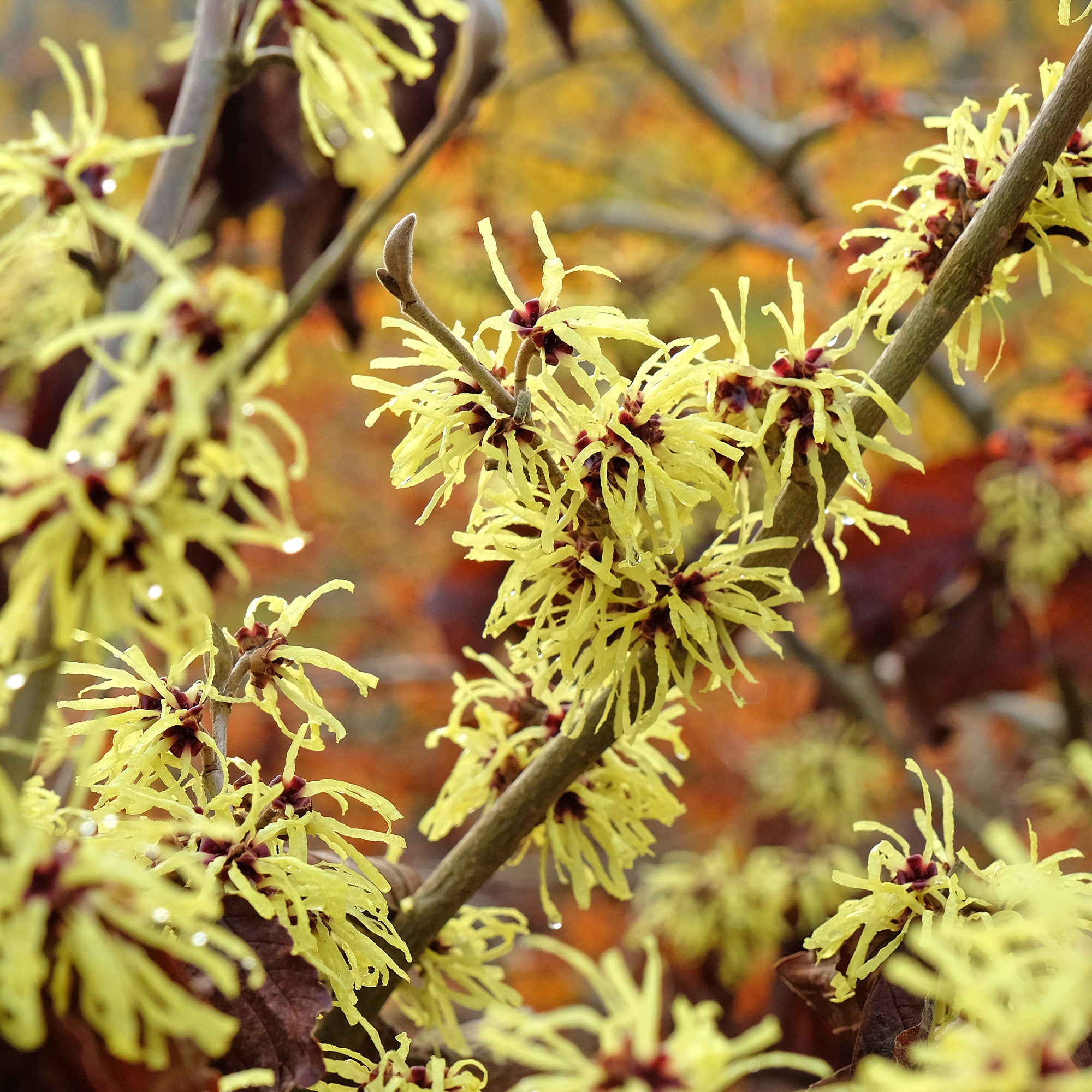 Sunburst' Chinese toverhazelaar - Hamamelis intermedia 'sunburst ...