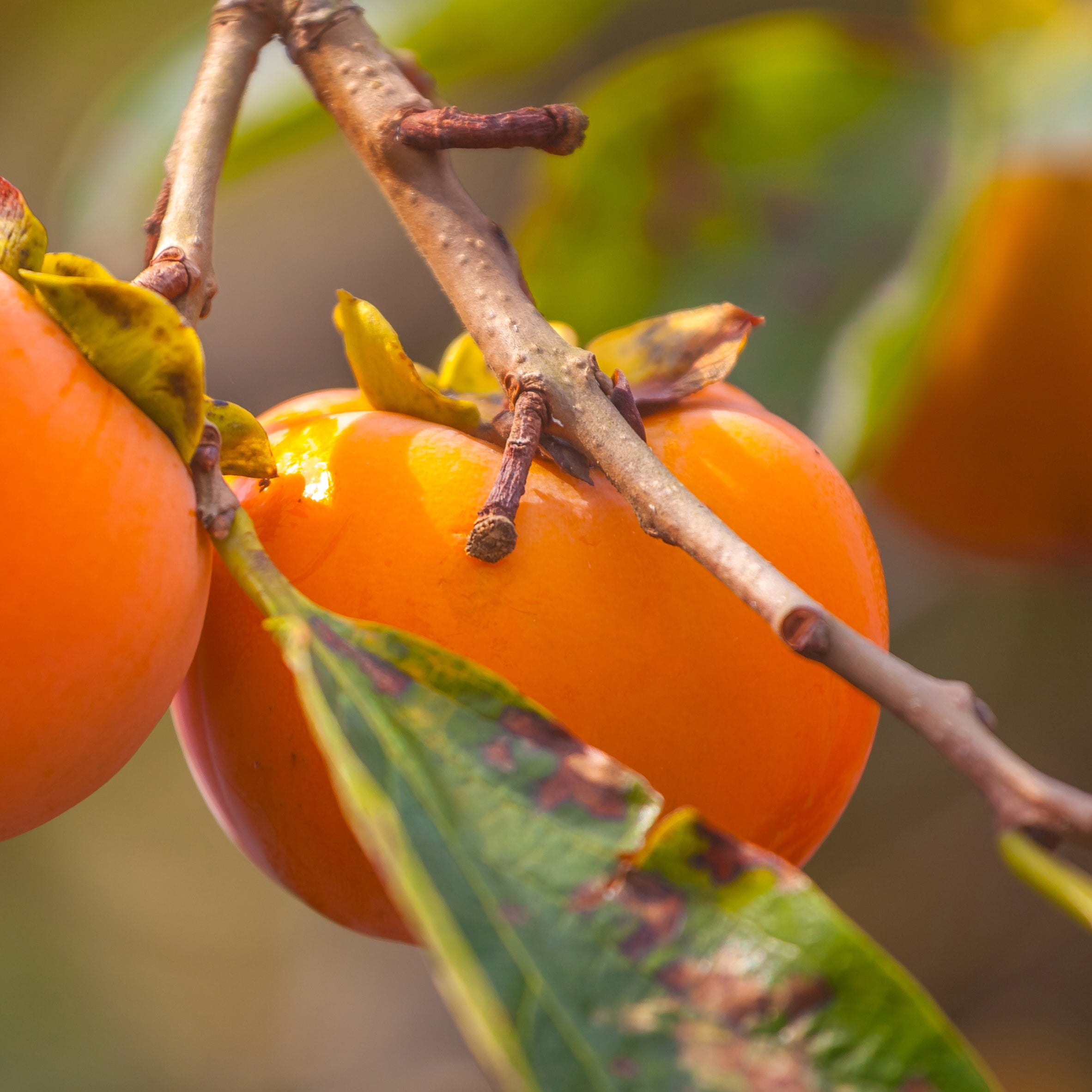 Kakiboom 'Rojo Brilliante' - Kaki diospyros rojo brillante | Bakker.com
