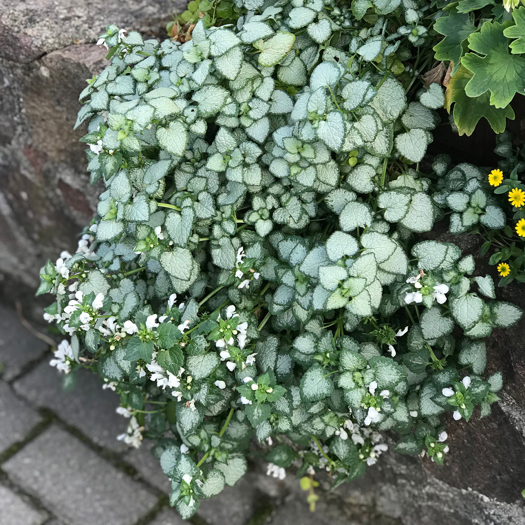 Gevlekte dovenetel 'White Nancy' - Lamium maculatum white nancy ...