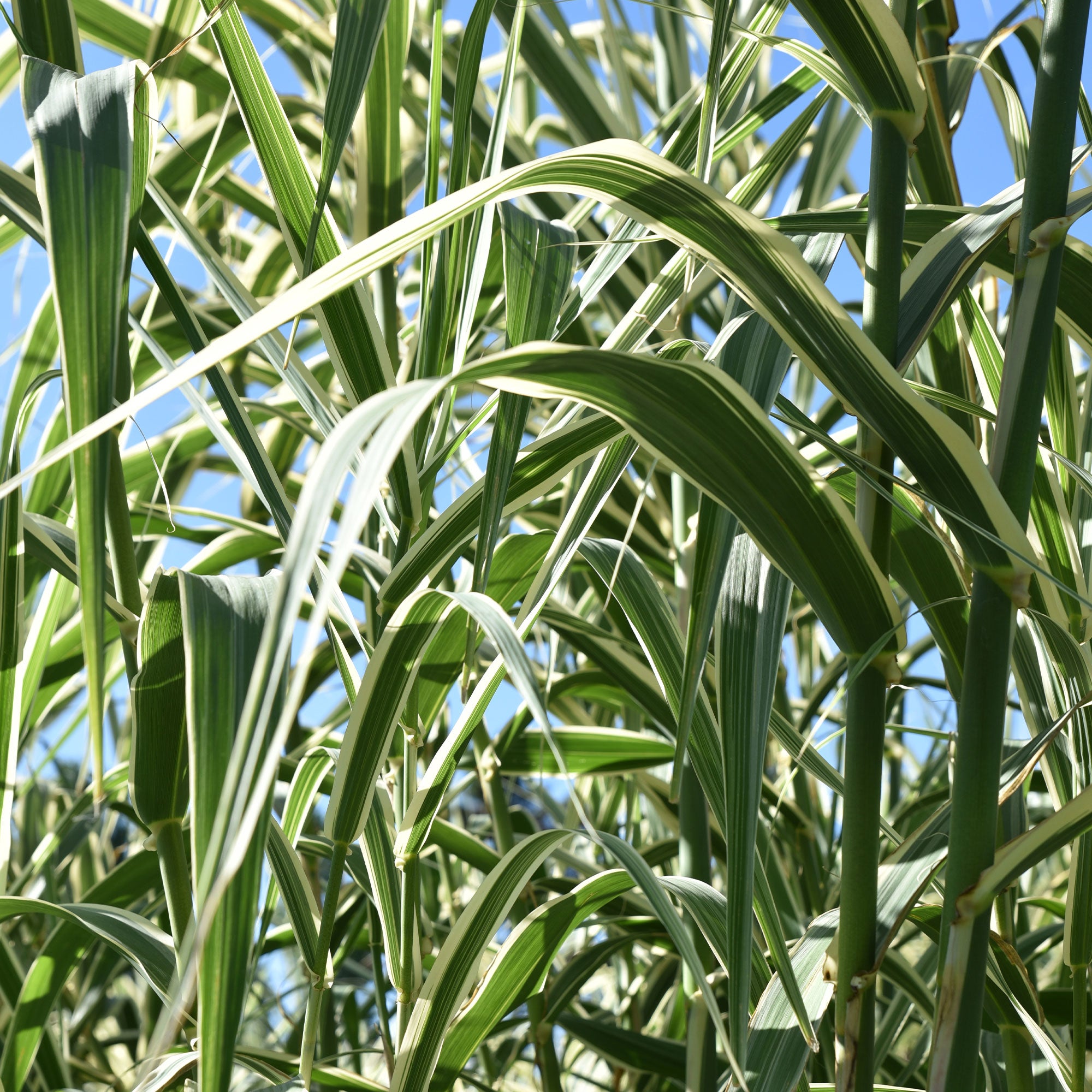 Rietgras Variegatus - Phragmites australis variegatus | Bakker.com
