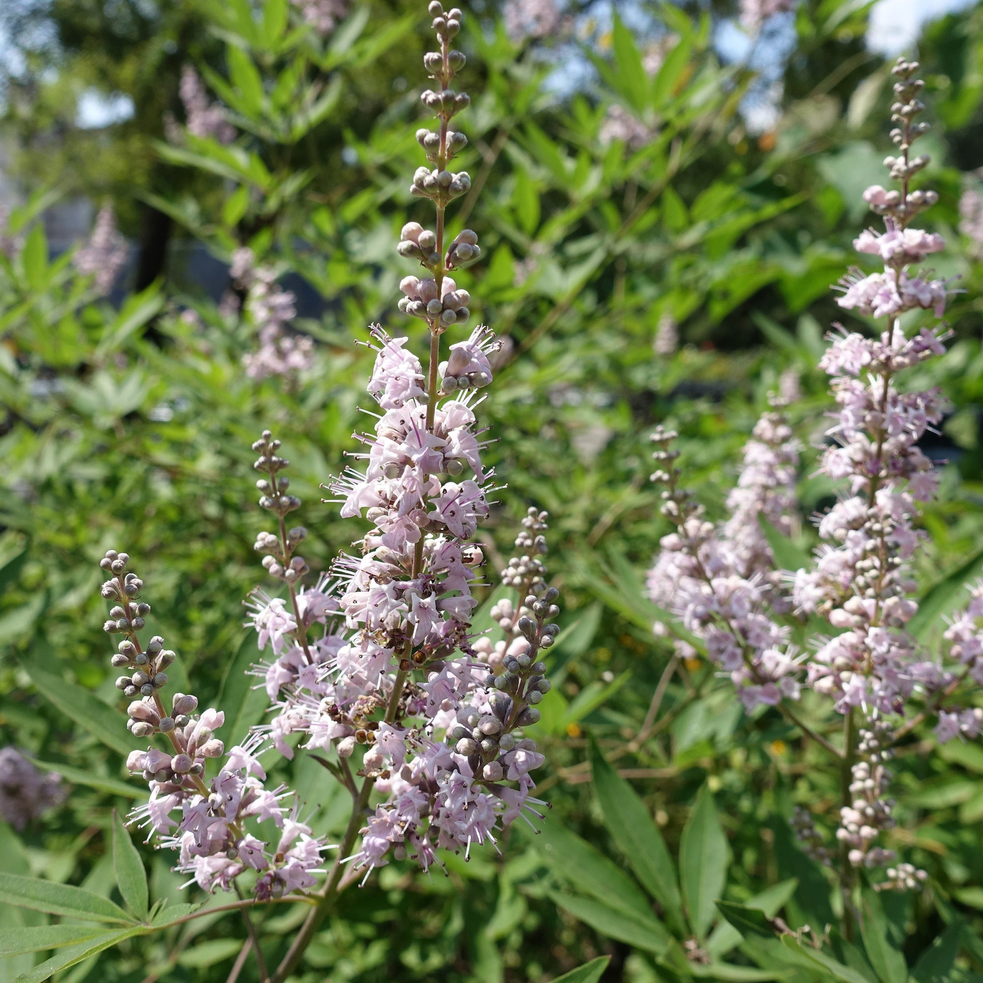 Dwerg monnikspeper Pink Pinnacle - Vitex agnus-castus Pink Pinnacle ...