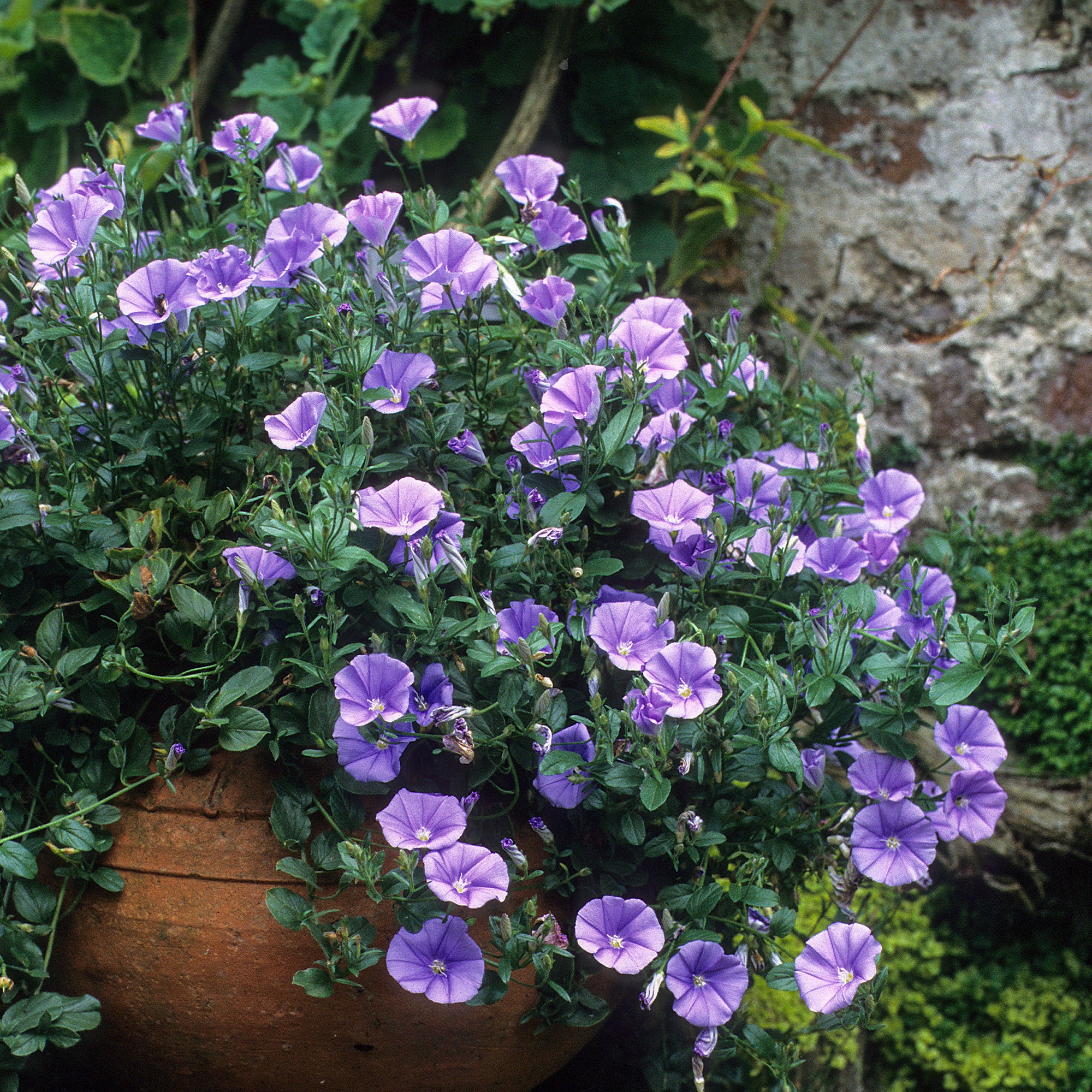 Convolvulus New Blue Moon®/ Winde - Convolvulus sabatius New Blue ...