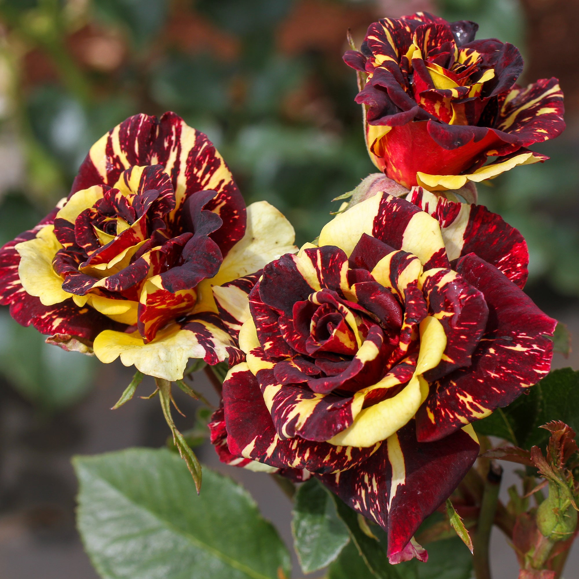 Trosroos Abracadabra - Rosa Abracadabra® Koramsaro | Bakker.com