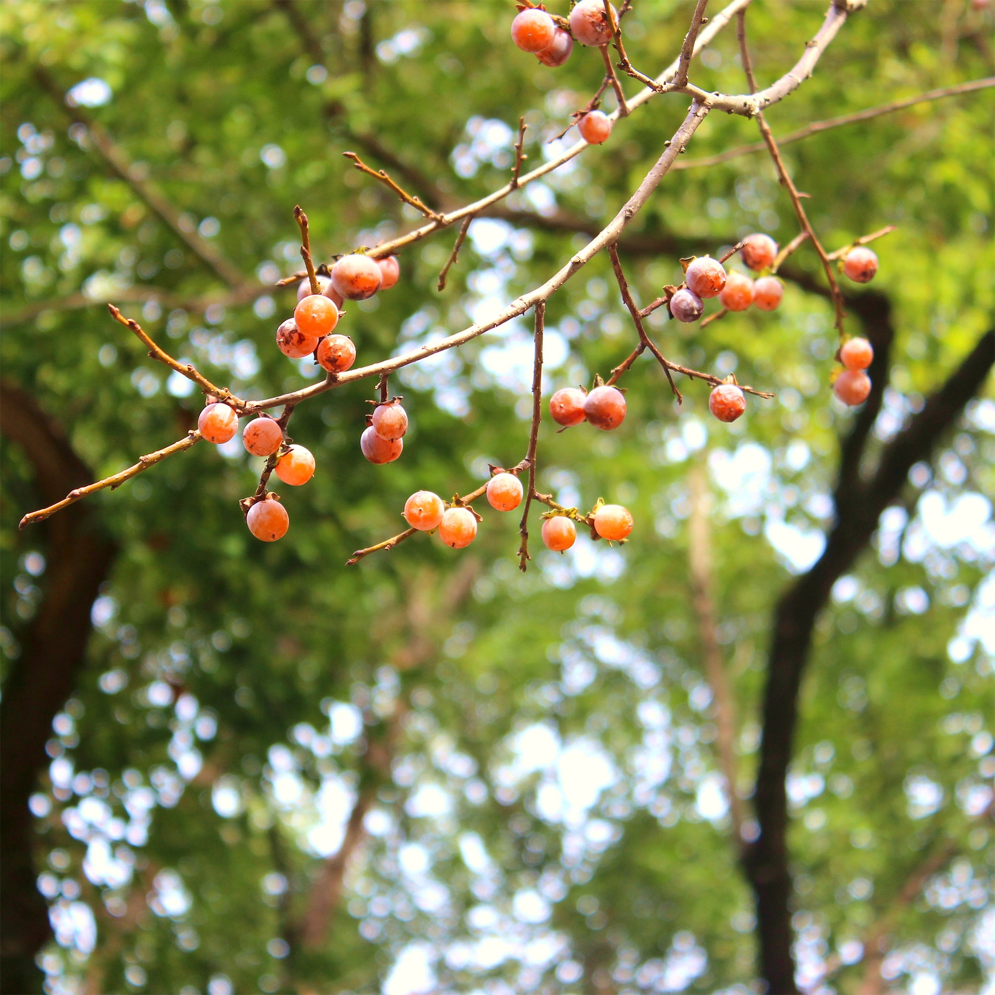 Lotusboom - Diospyros lotus | Bakker.com