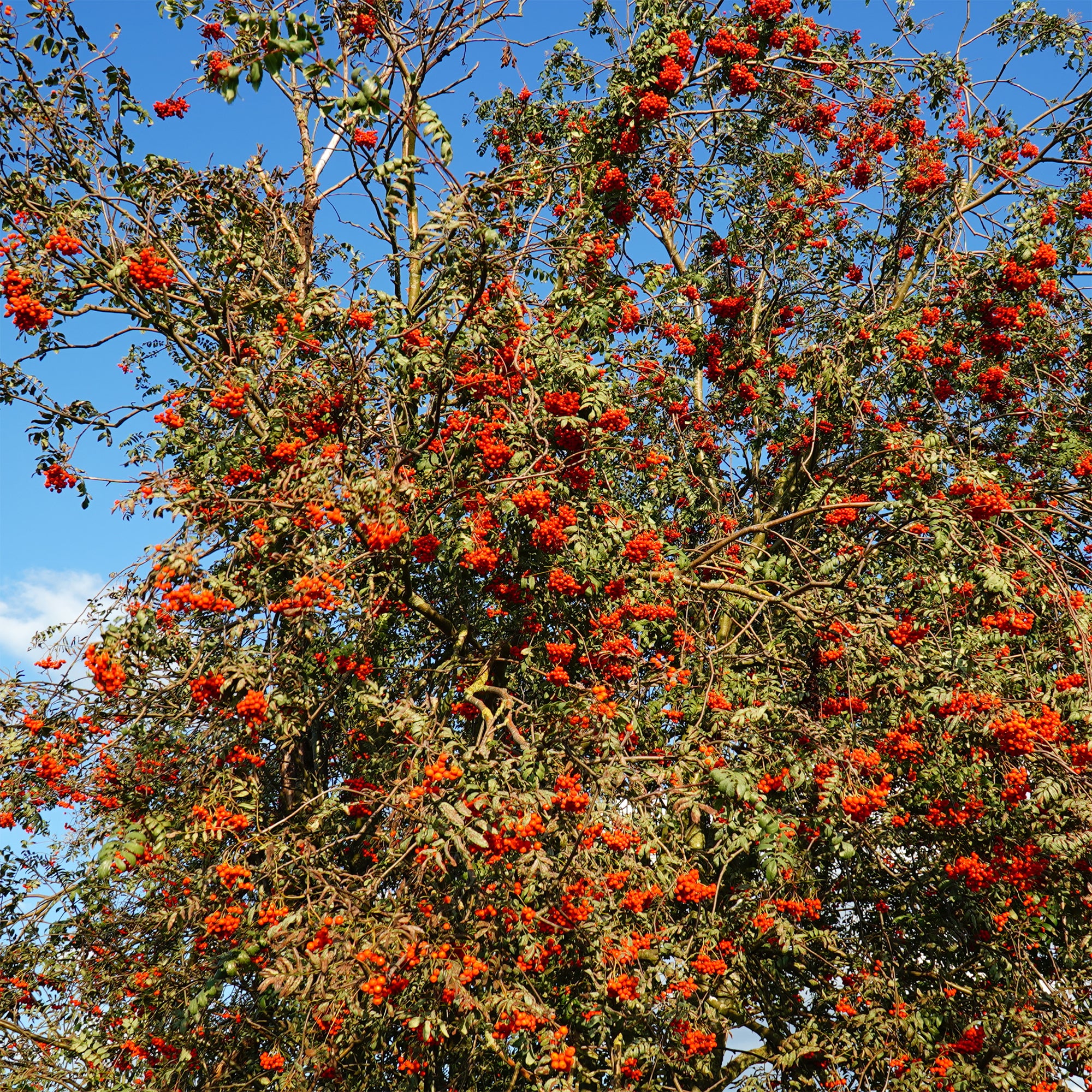 Wilde lijsterbes - Sorbus aucuparia | Bakker.com