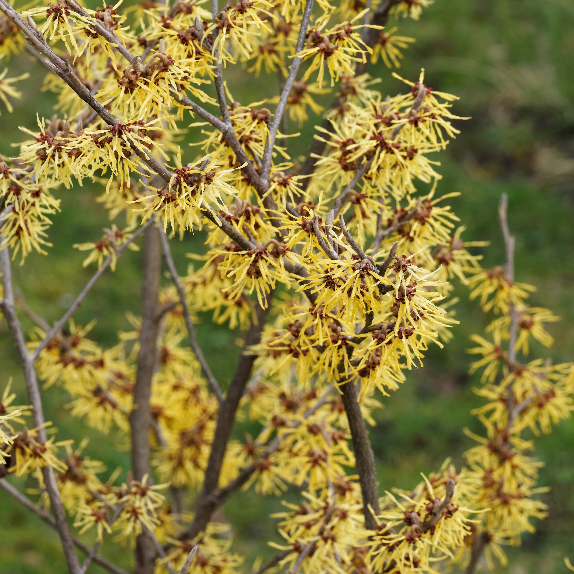 Chinese Toverhazelaar - Hamamelis mollis | Bakker.com