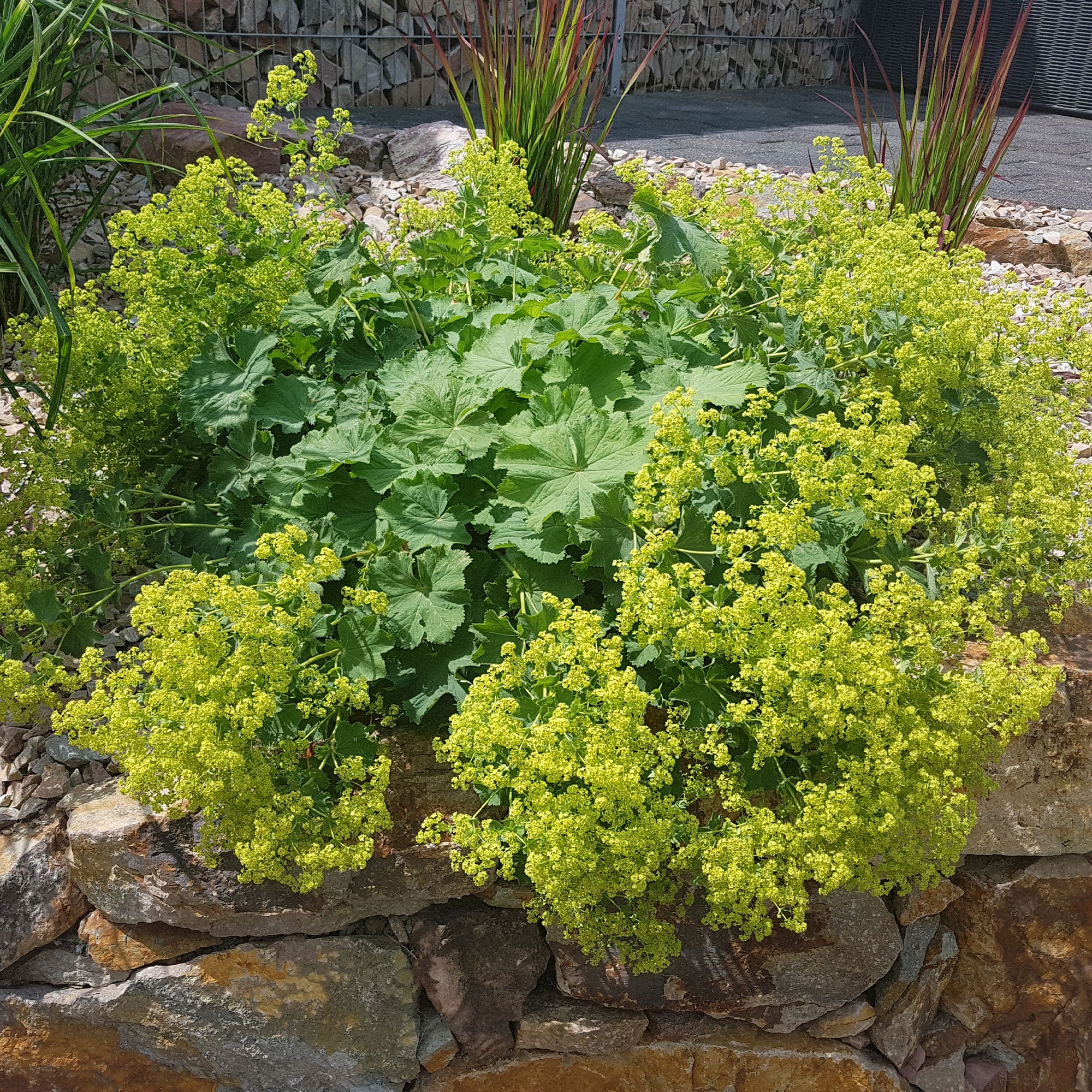 Vaste planten met gele bloemen Mix - Solidago luteus, alchemilla mollis ...