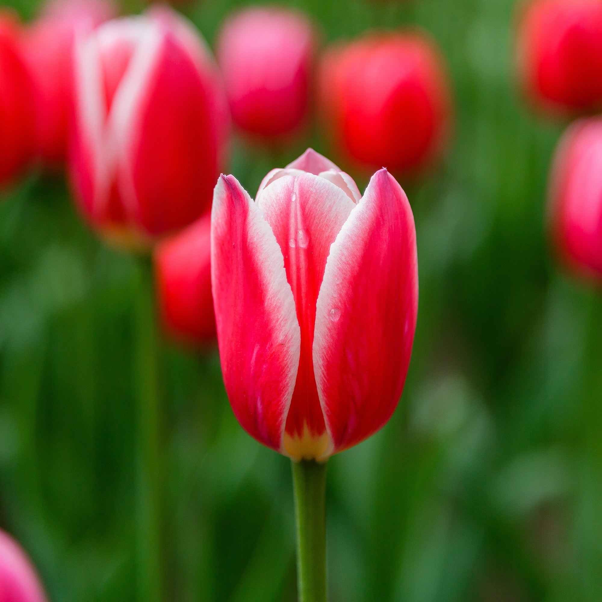 Bloembollen 8 Darwintulpen Candy Apple Delight - Tulipa darwin hybrid ...